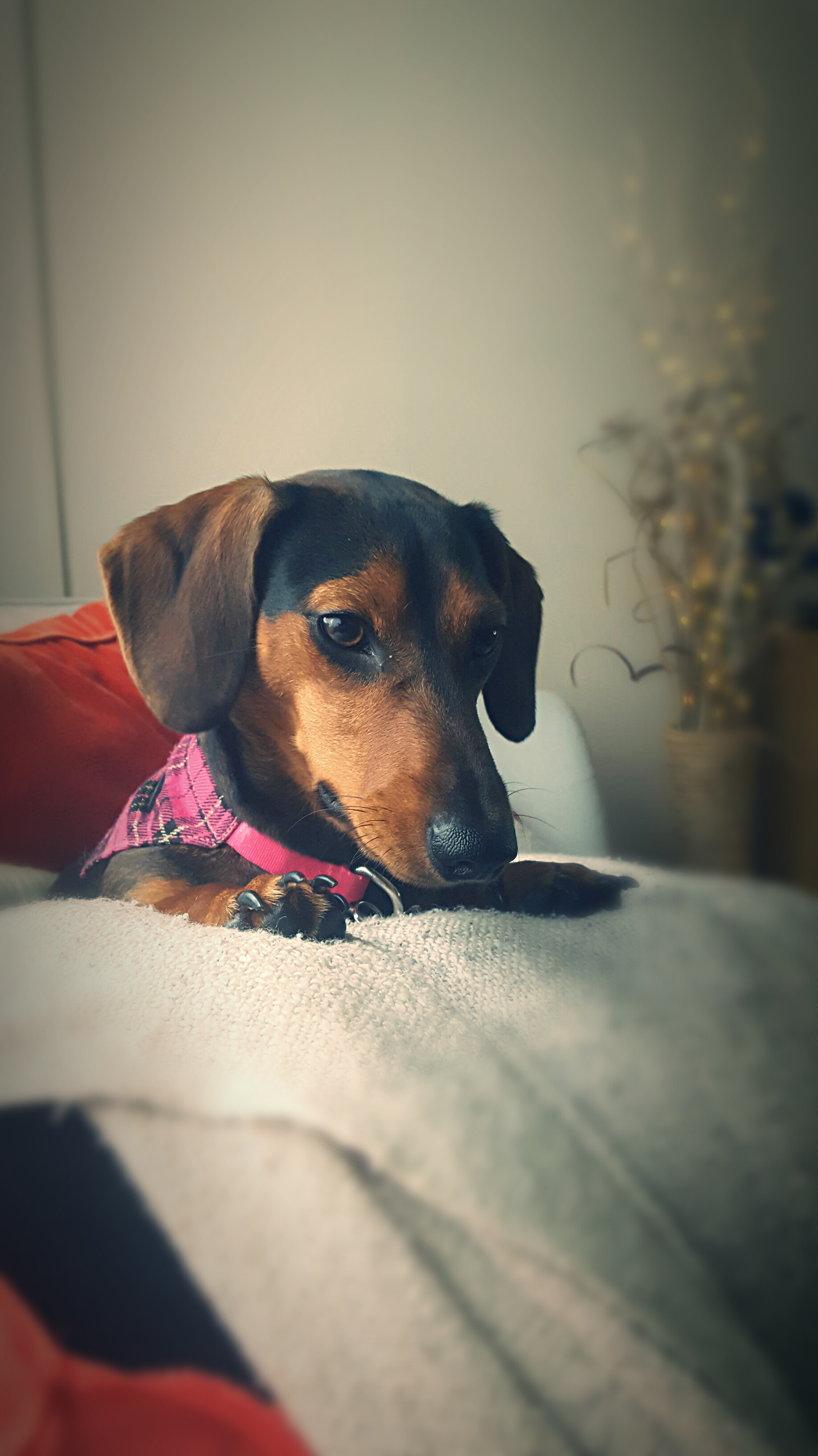 Meet Abbi Scrolller