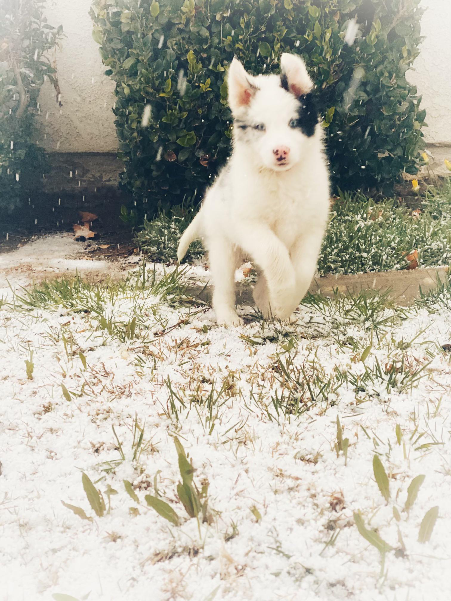 Meet Anjuna. Our Dream pup | Scrolller