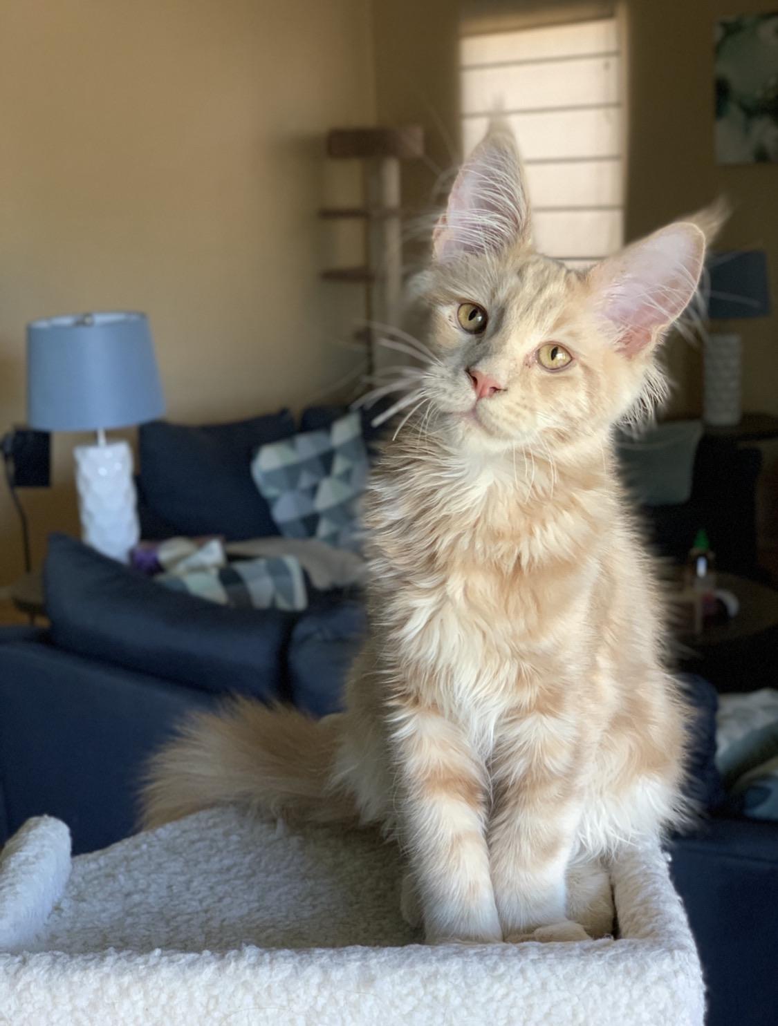 Meet Arthur. He is a 4 month old Cream Tabby. | Scrolller