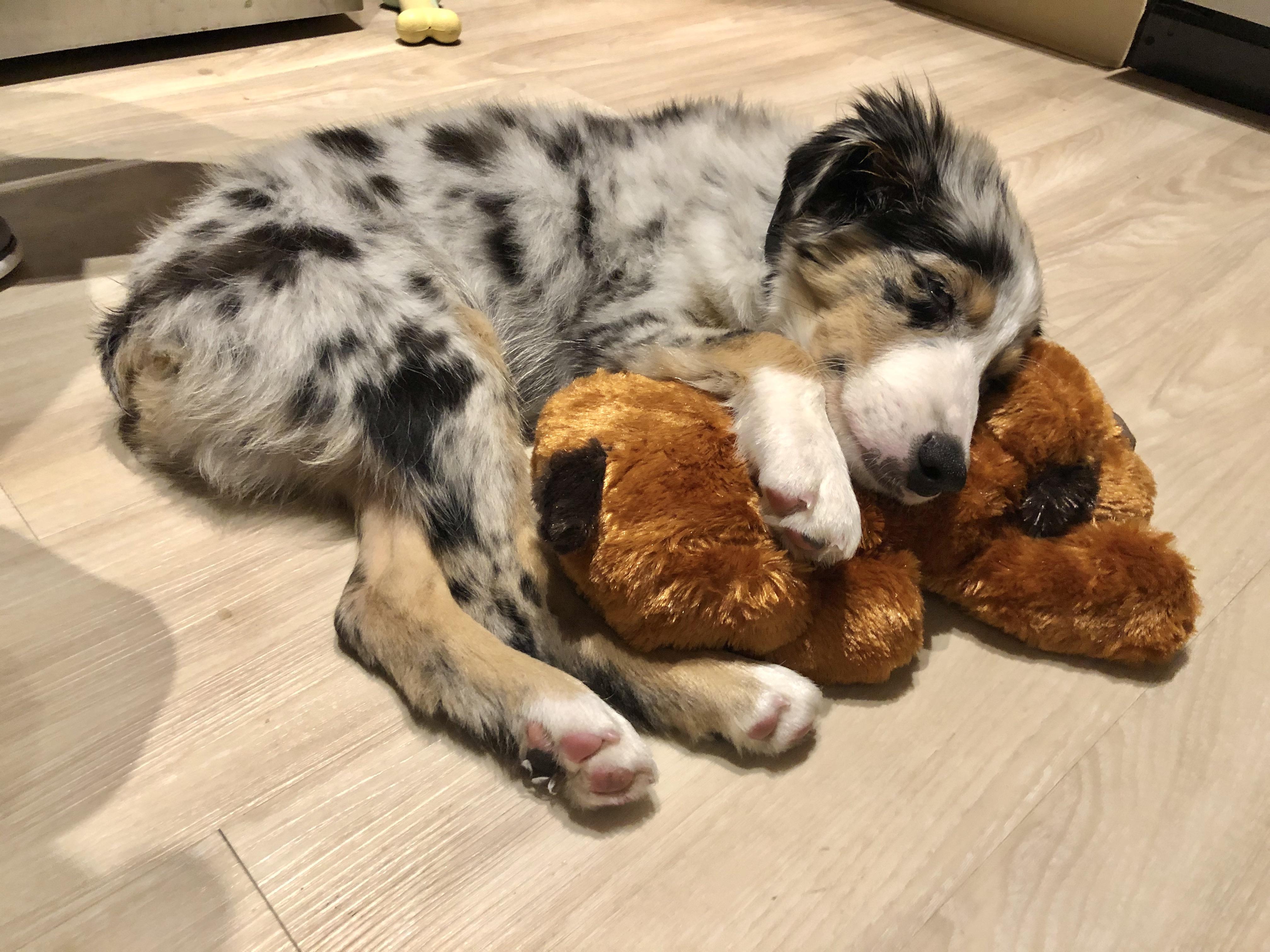 Meet Beau! | Scrolller