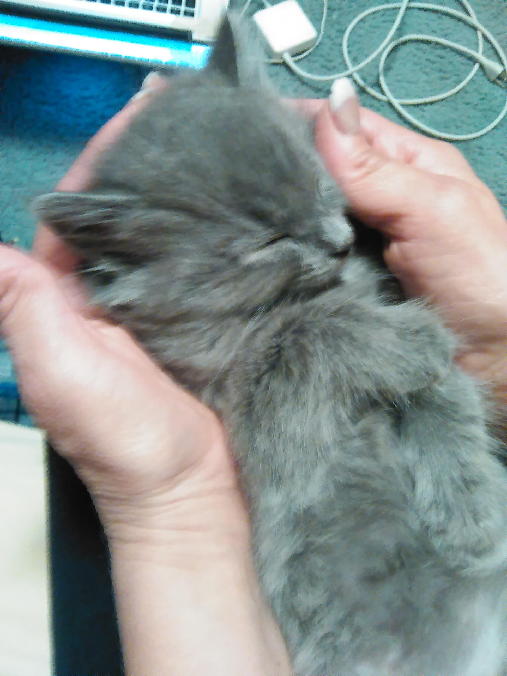 Meet bella | Scrolller