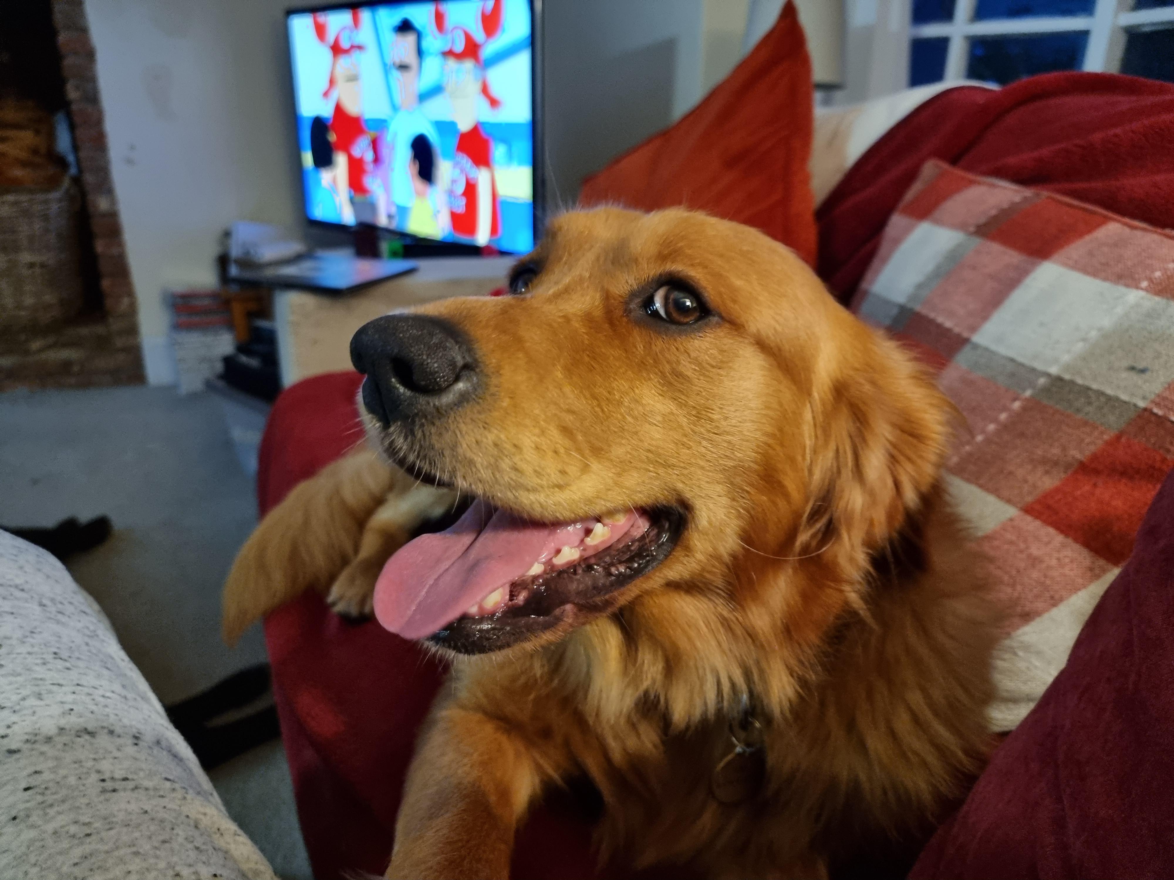 Meet Ben the dog! | Scrolller