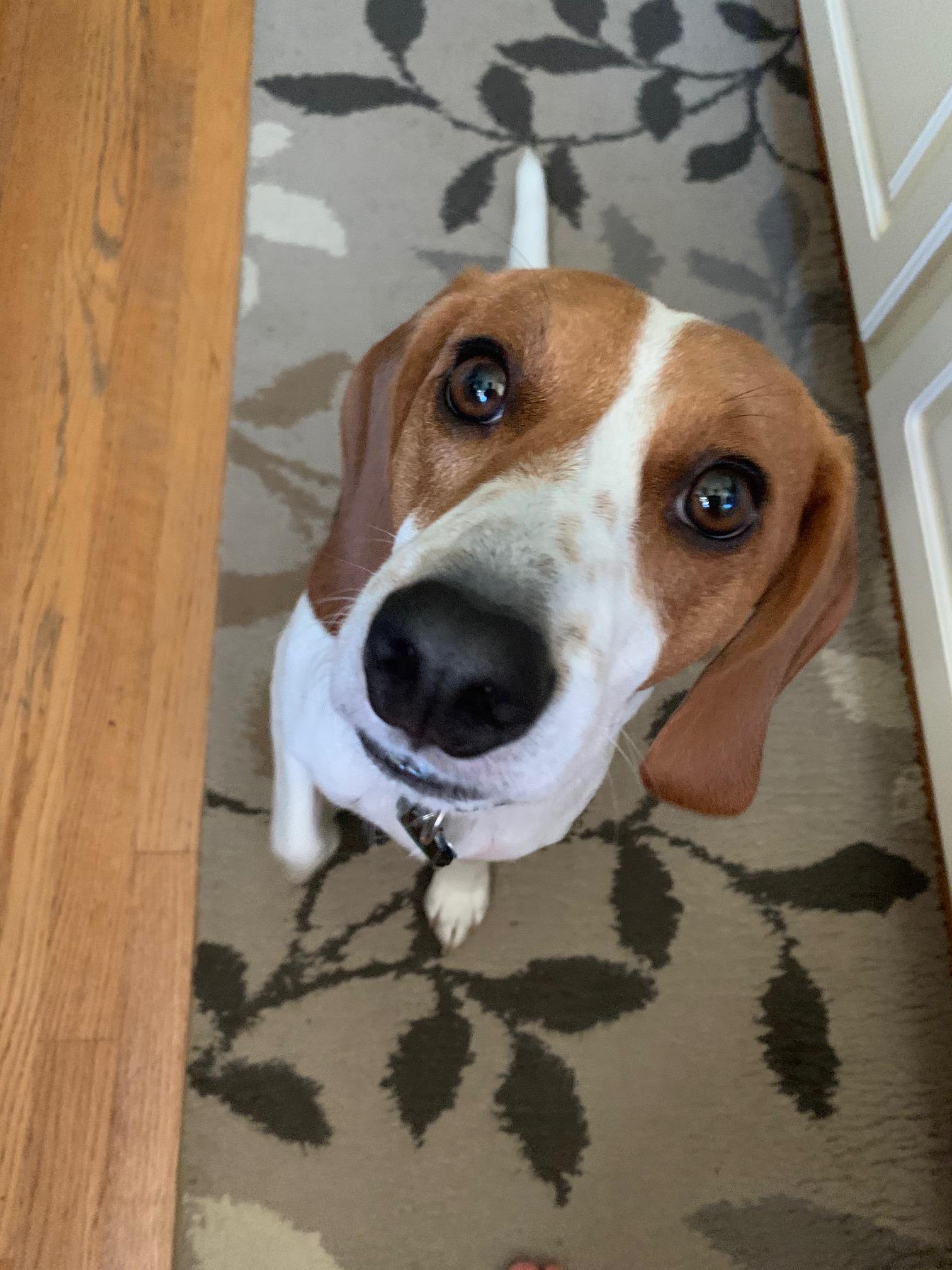 Meet Bert! | Scrolller