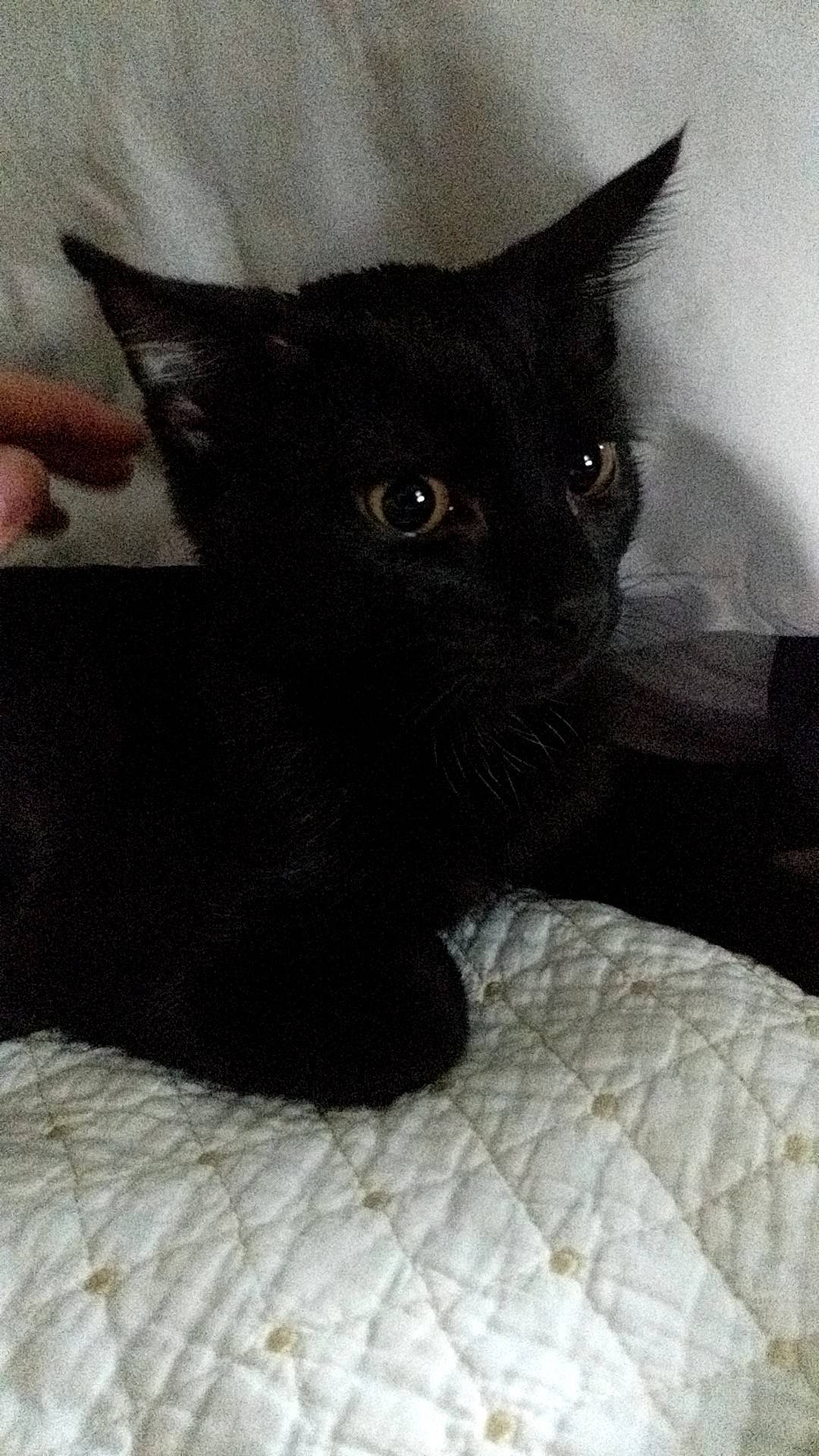 Meet Binx! | Scrolller