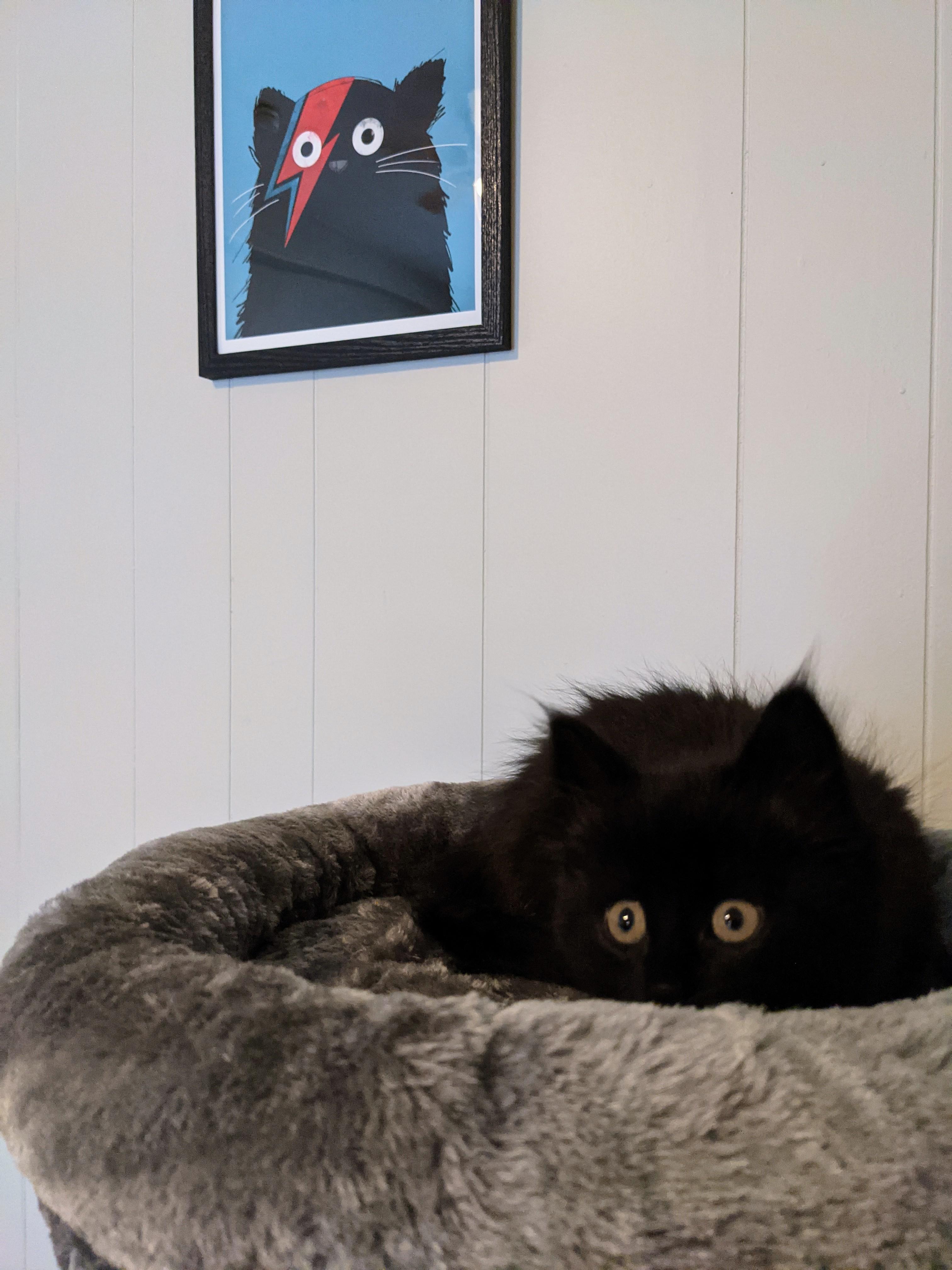 Meet Bowie! | Scrolller