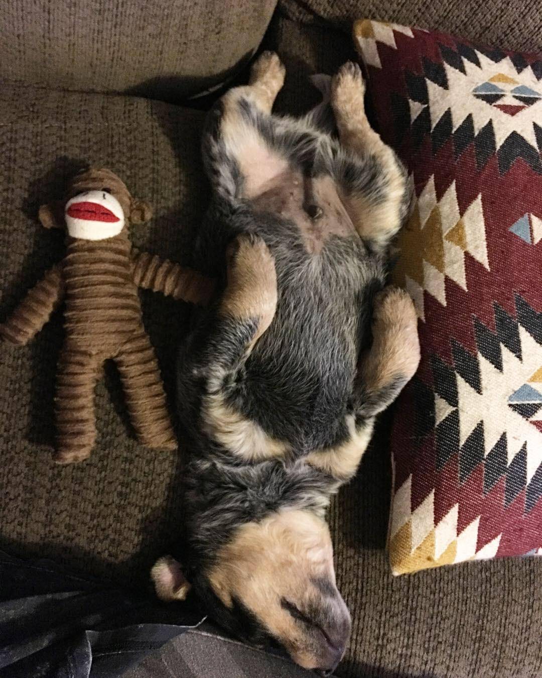 Meet Bowie :) | Scrolller