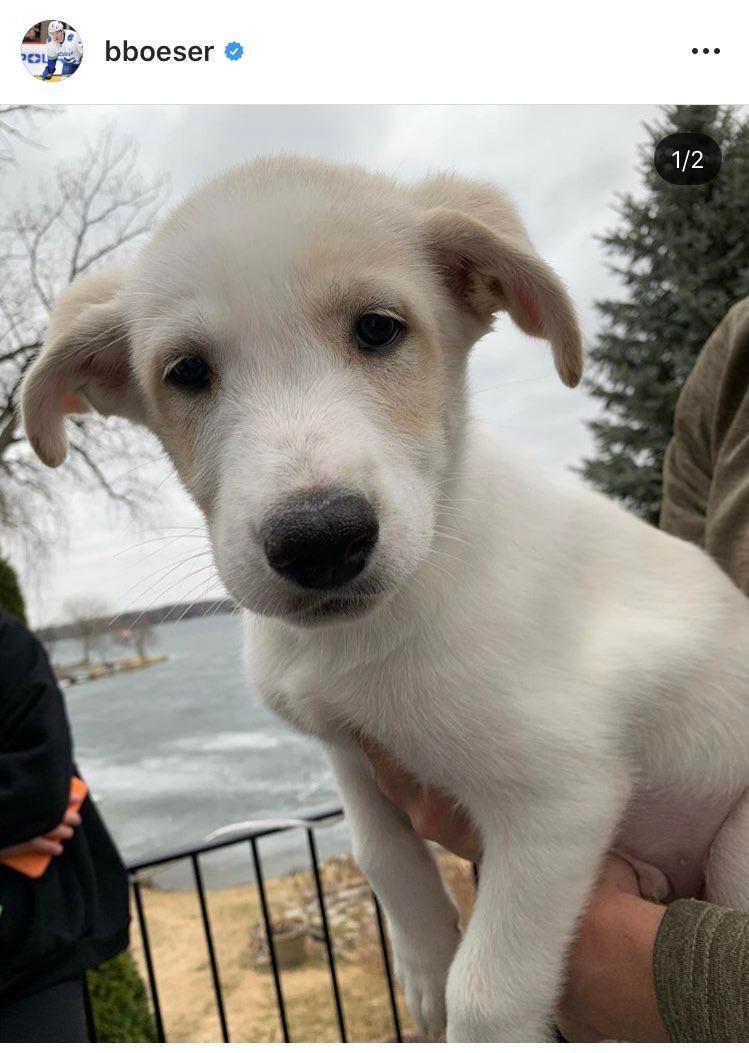 Meet Brock Boeser’s new puppy Milo! | Scrolller