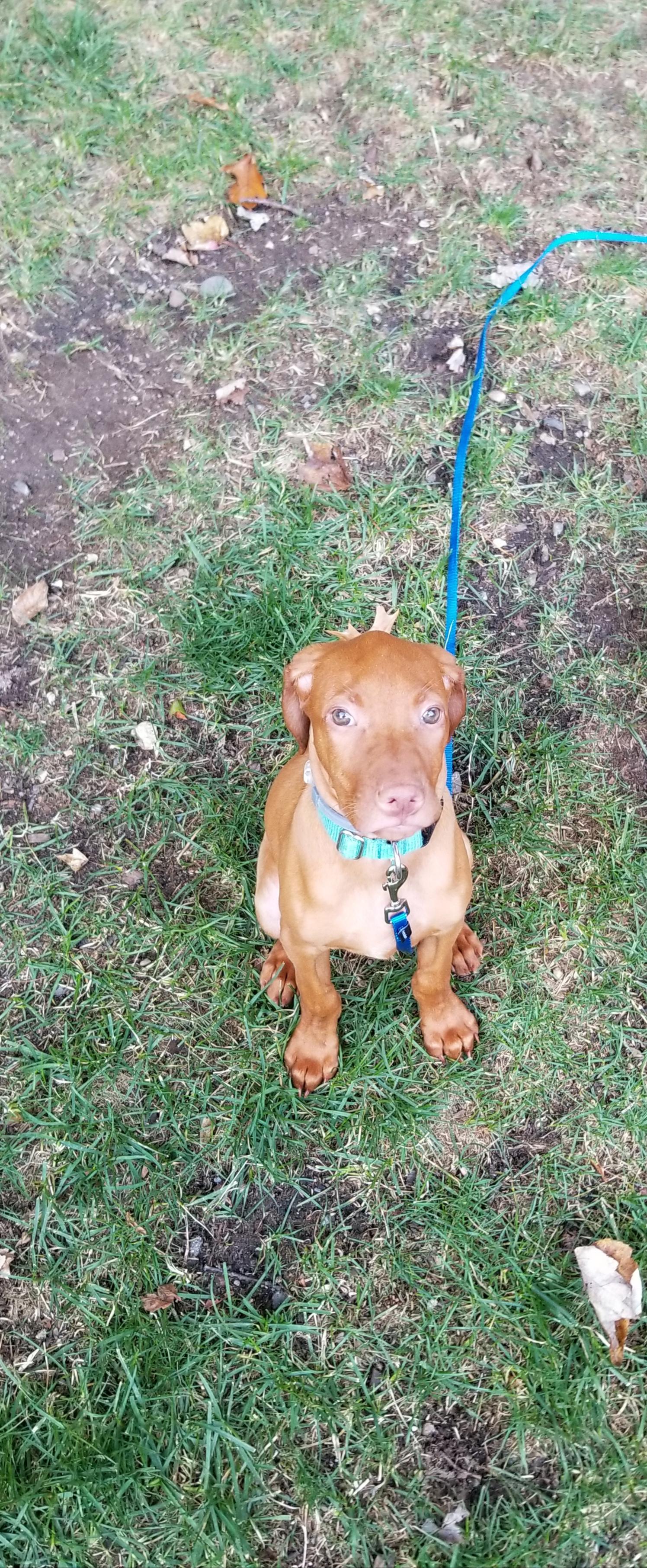 Meet Bruno - 10 weeks old | Scrolller