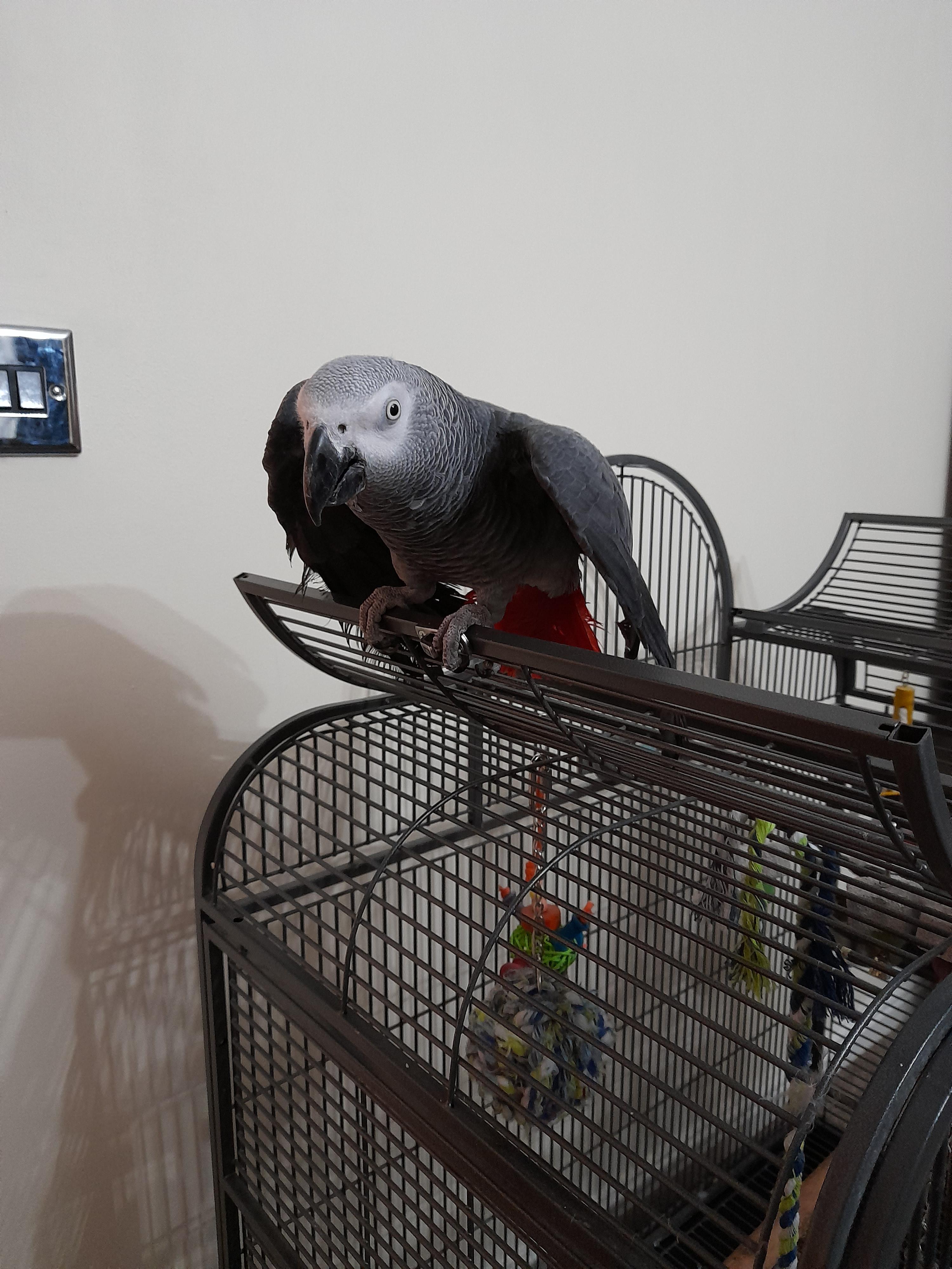 Meet Casper! My foul mouthed grey | Scrolller