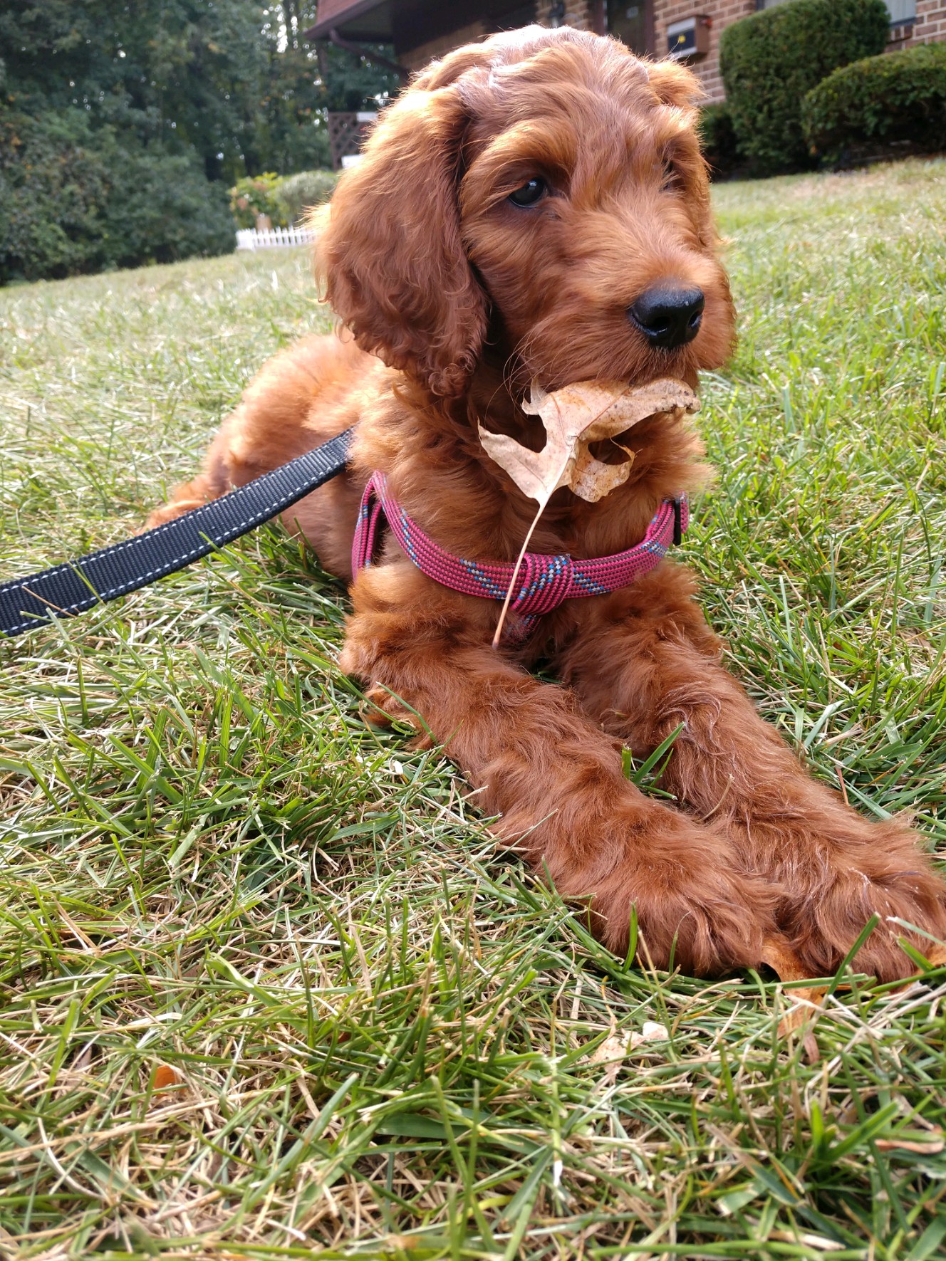 Meet Cayenne! Our spicy Irish Doodle | Scrolller