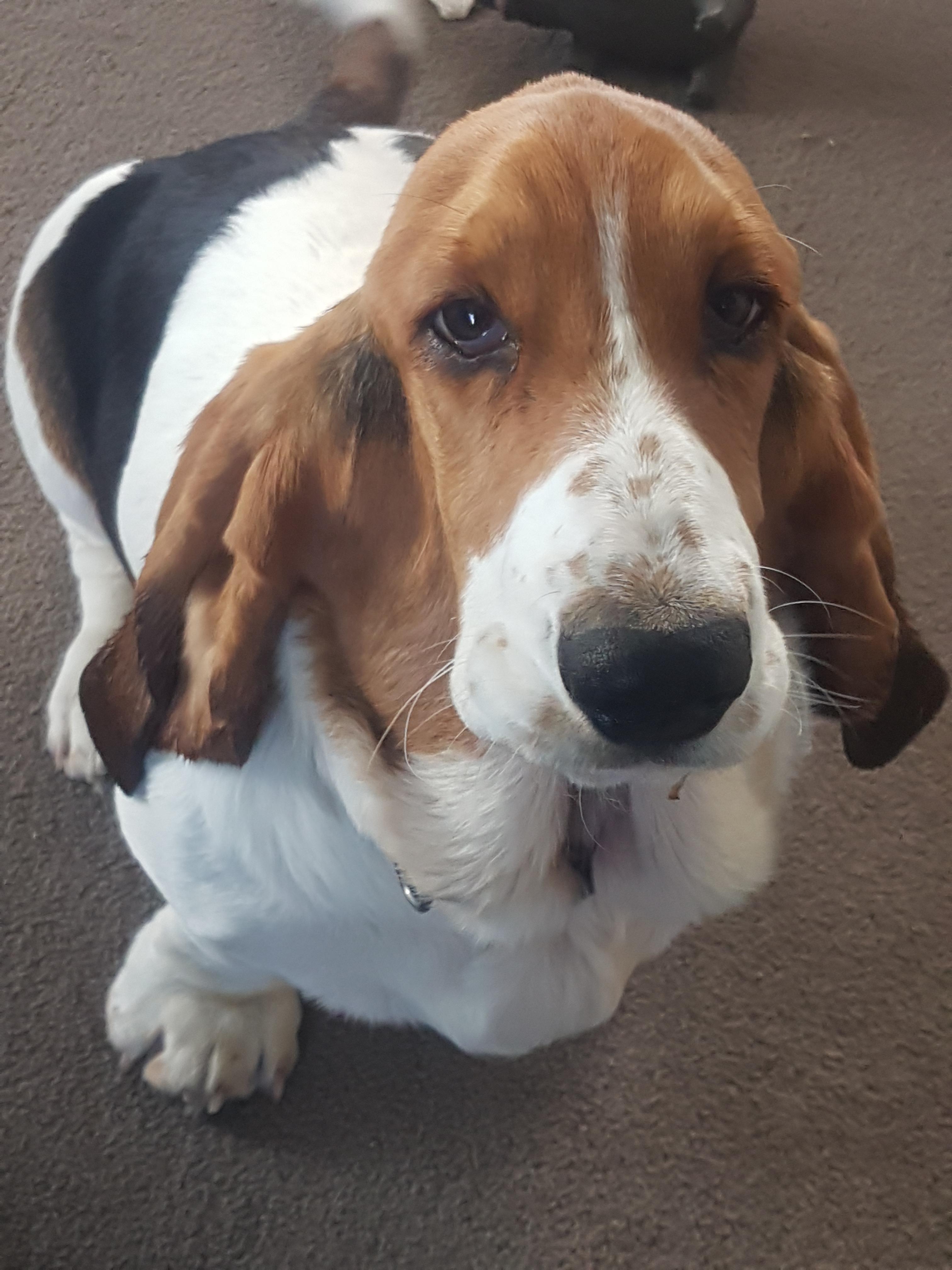 Meet Daisy | Scrolller