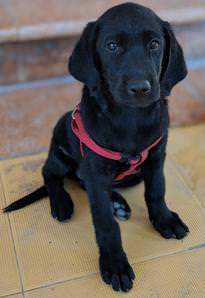 Meet Daisy | Scrolller