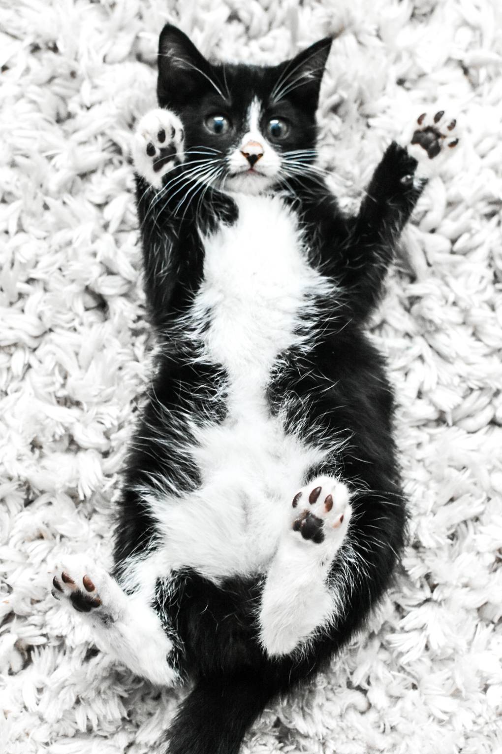 Meet Diggory and his smol belly! | Scrolller