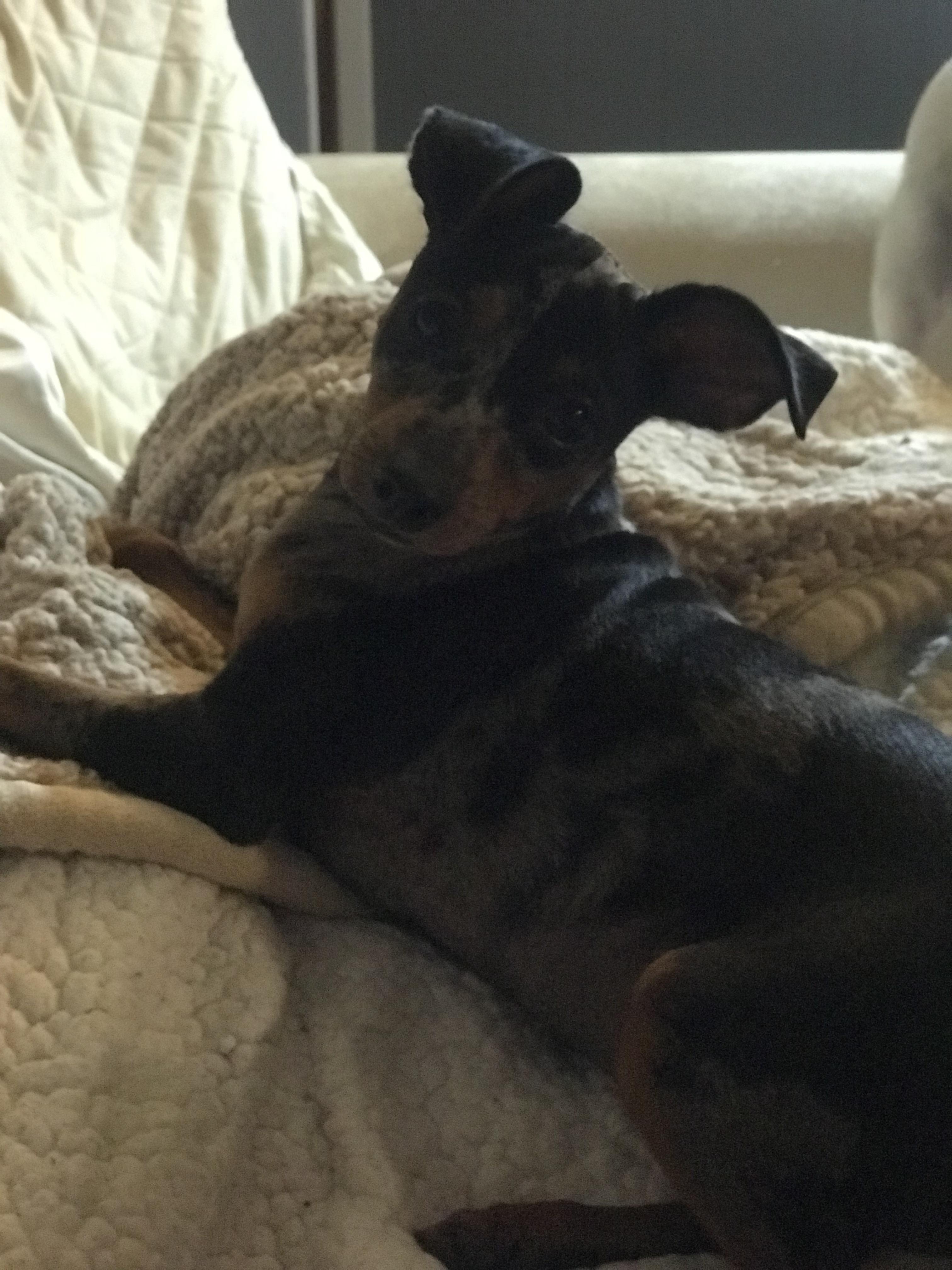 Meet Dixie!! | Scrolller