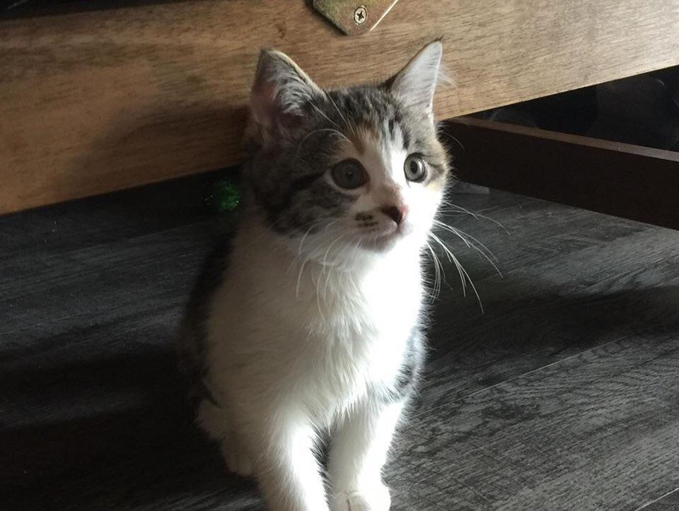 Meet Echo | Scrolller