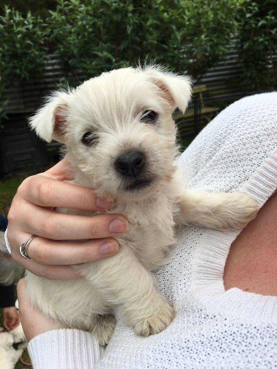 Meet Eevee. Our adorable little westie | Scrolller