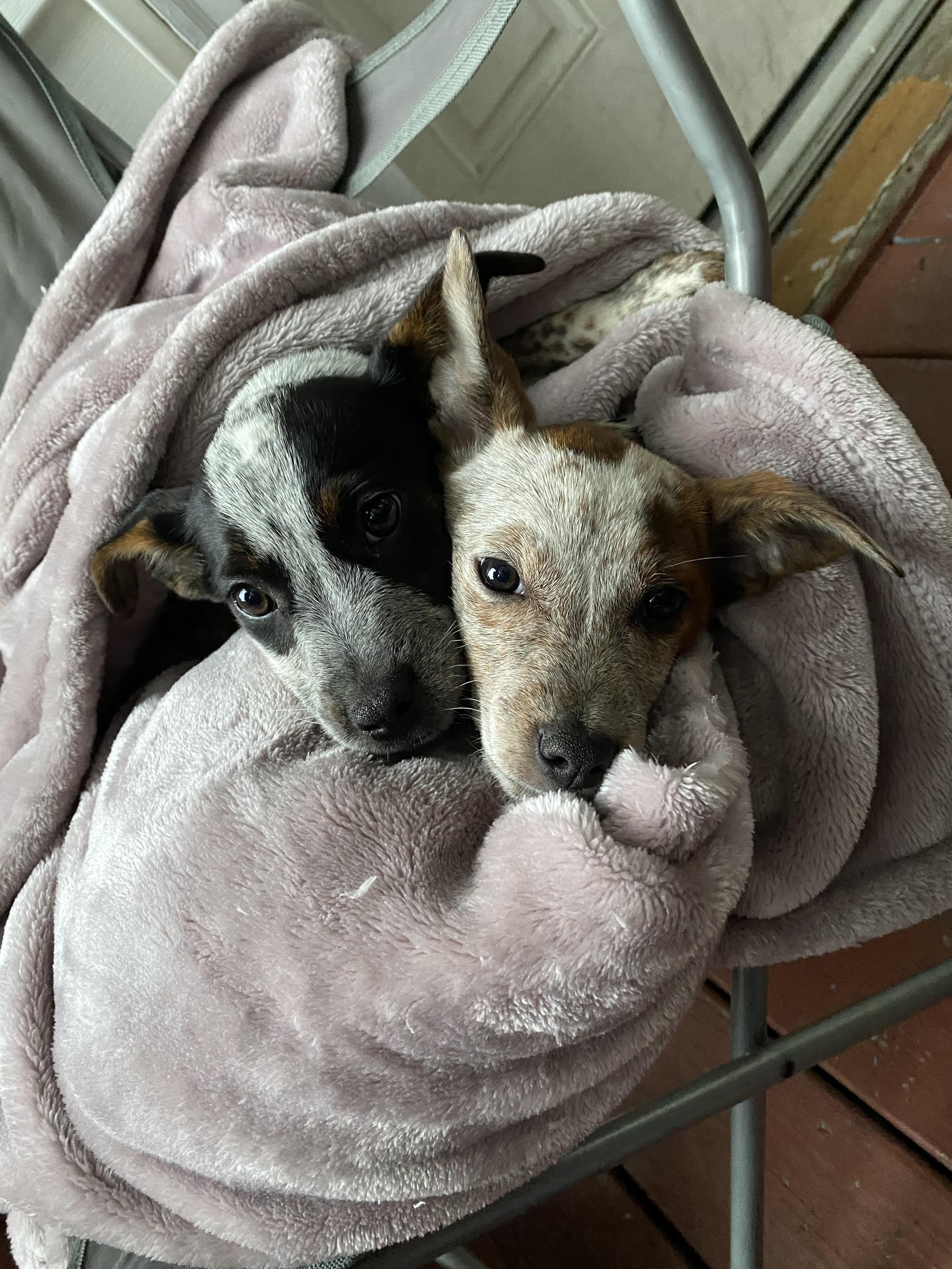 Meet Ella and Leo! | Scrolller