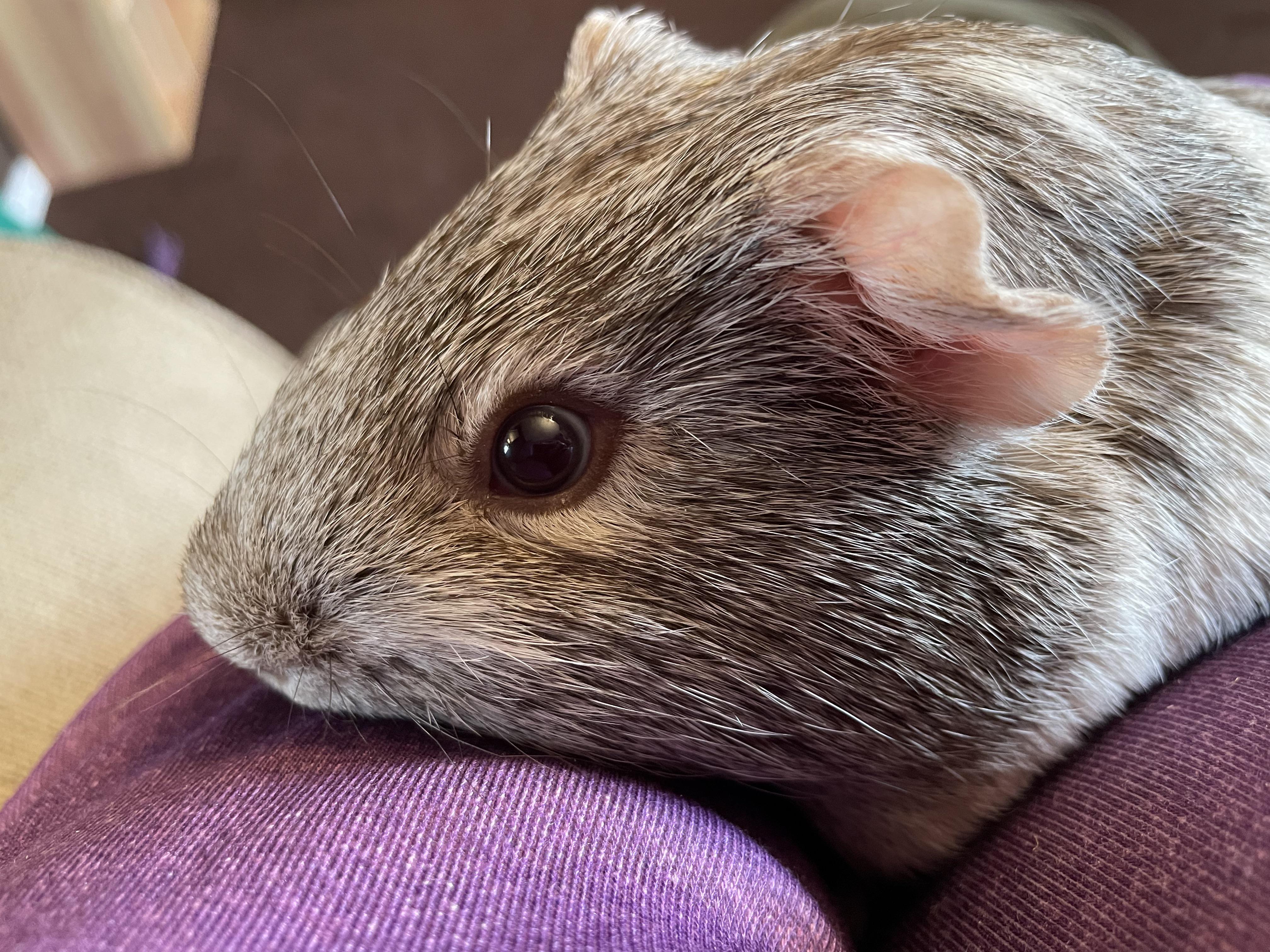 Meet Eugene! I fell in love with his colouring. He’s such a sweet, shy boy. | Scrolller