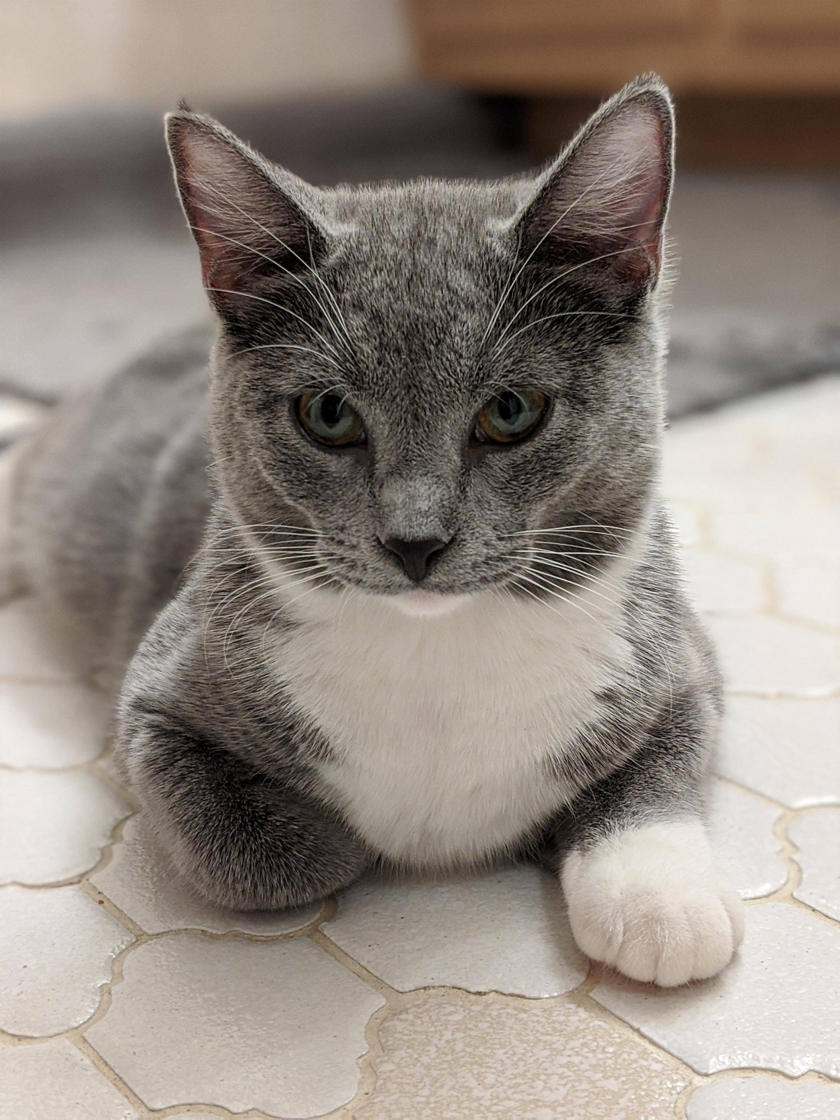 Meet Fig! Pixel 3a, Portrait Mode | Scrolller