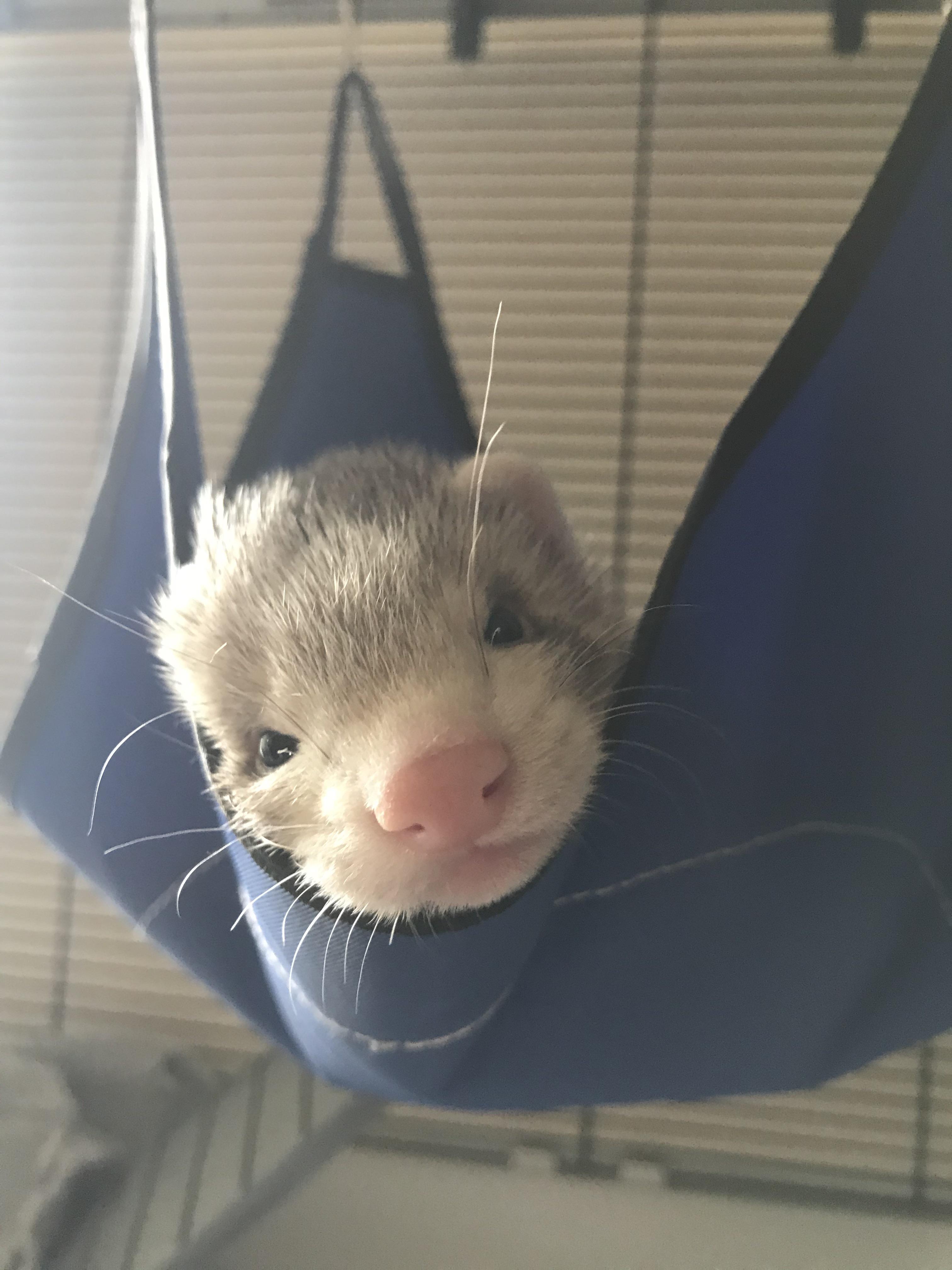 Meet floki the floof noodle | Scrolller