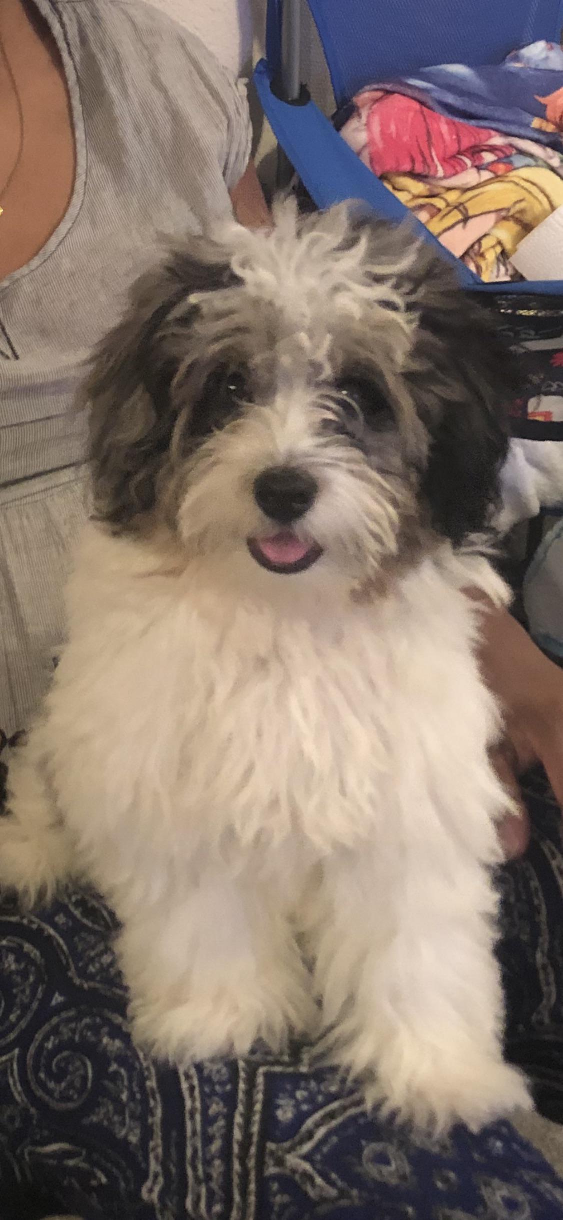 Meet floofy! | Scrolller