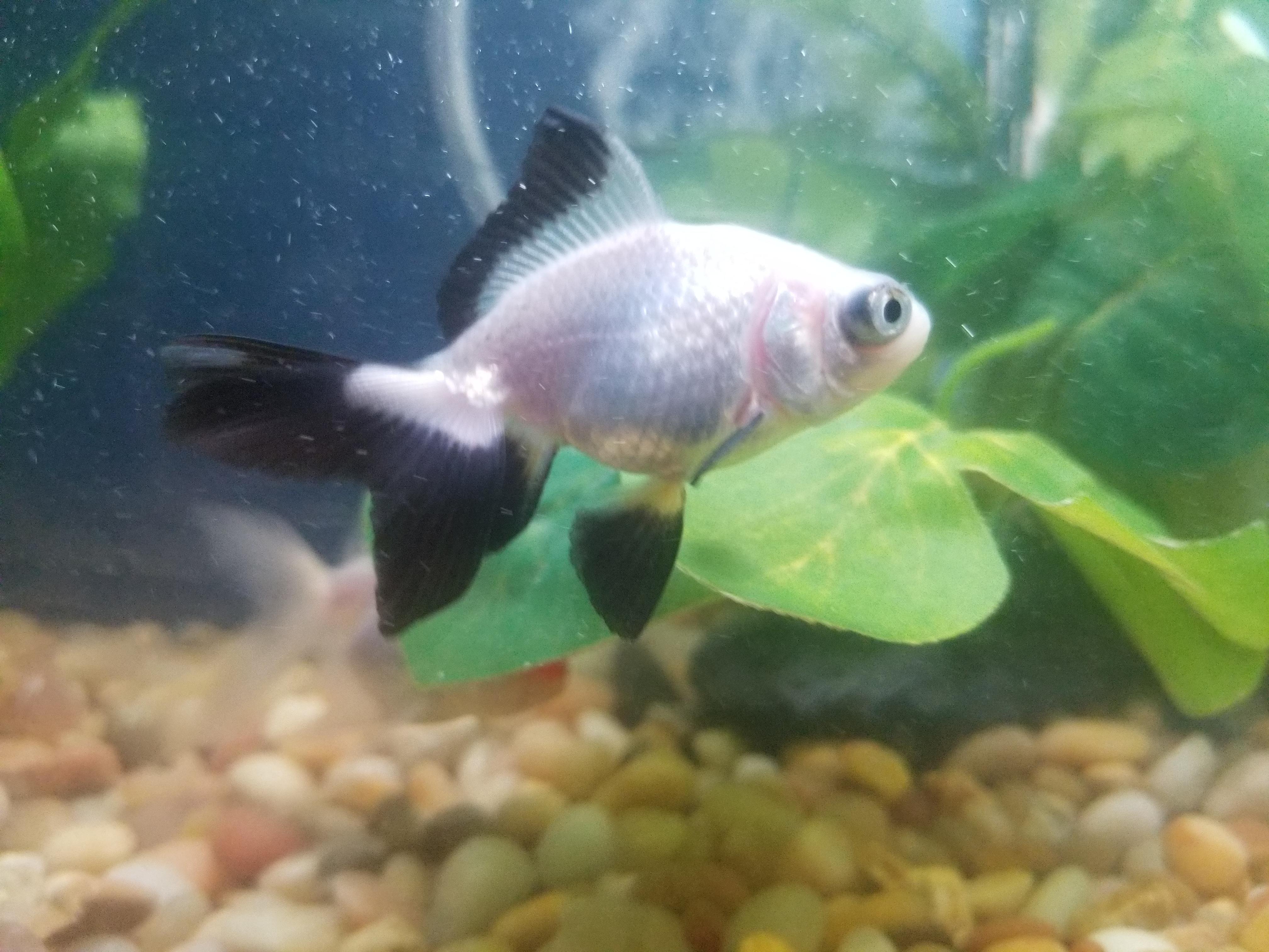 Meet Freddy, my new Panda Telescope! | Scrolller