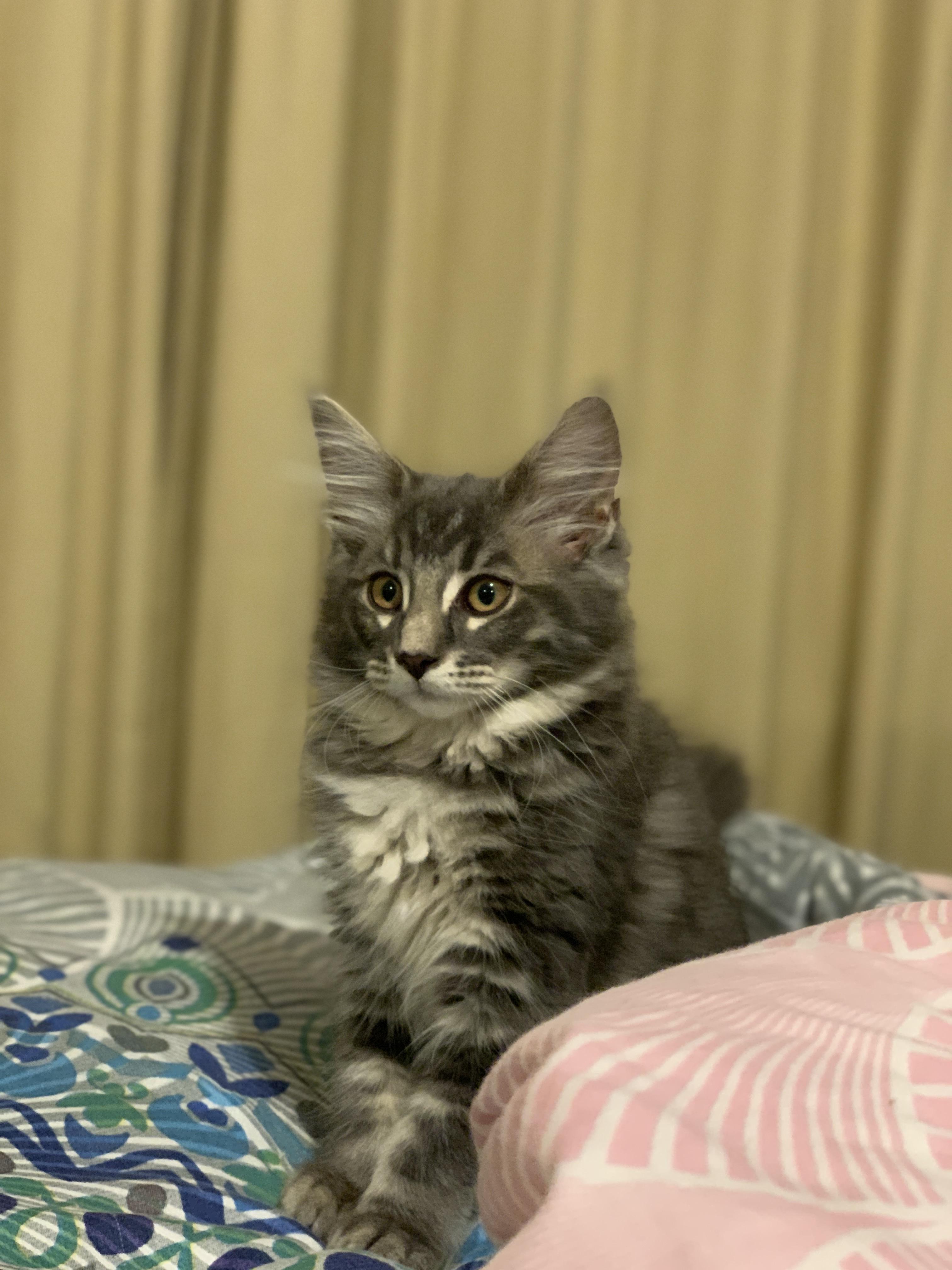 Meet Freya, 14 weeks old! | Scrolller