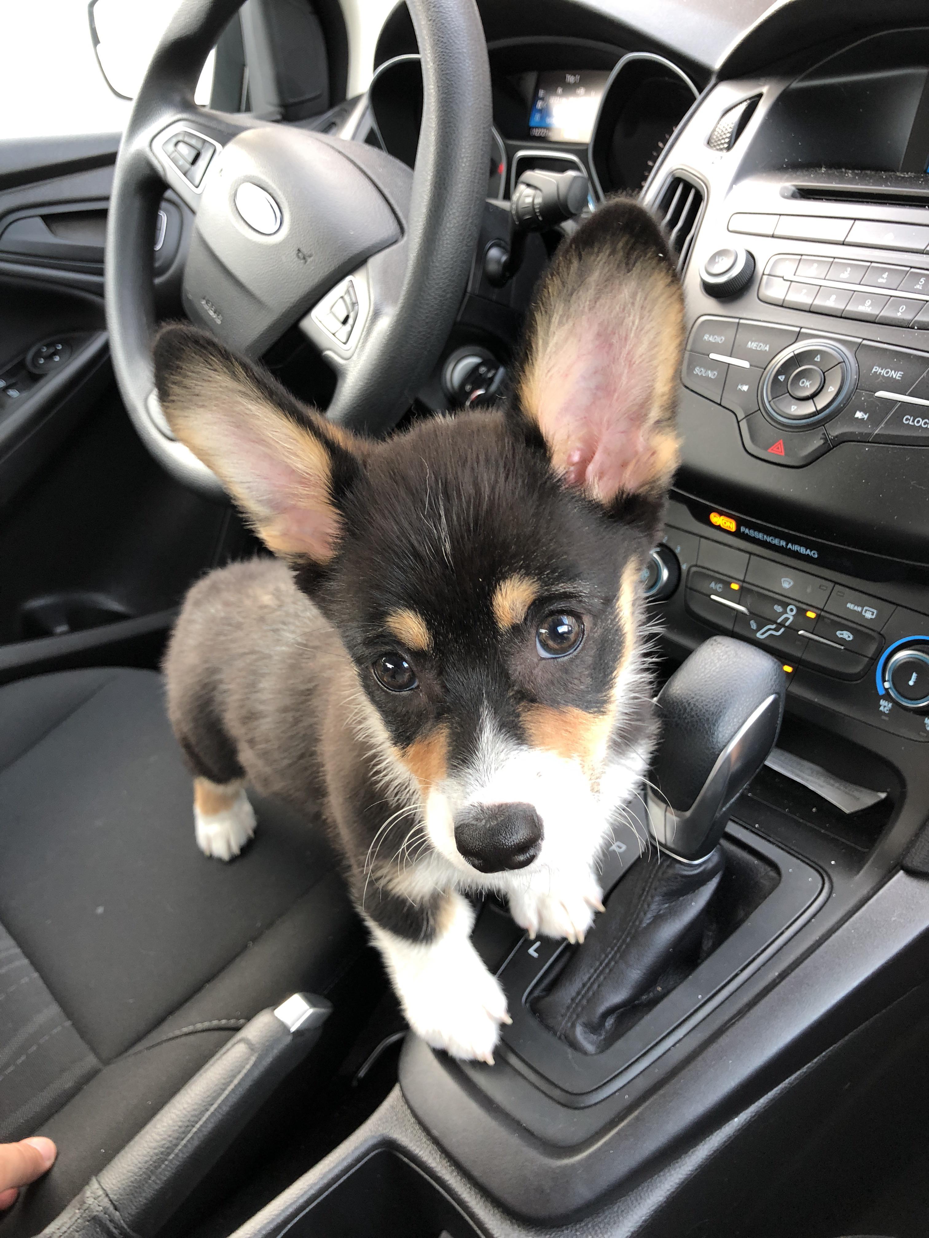 Meet freya | Scrolller