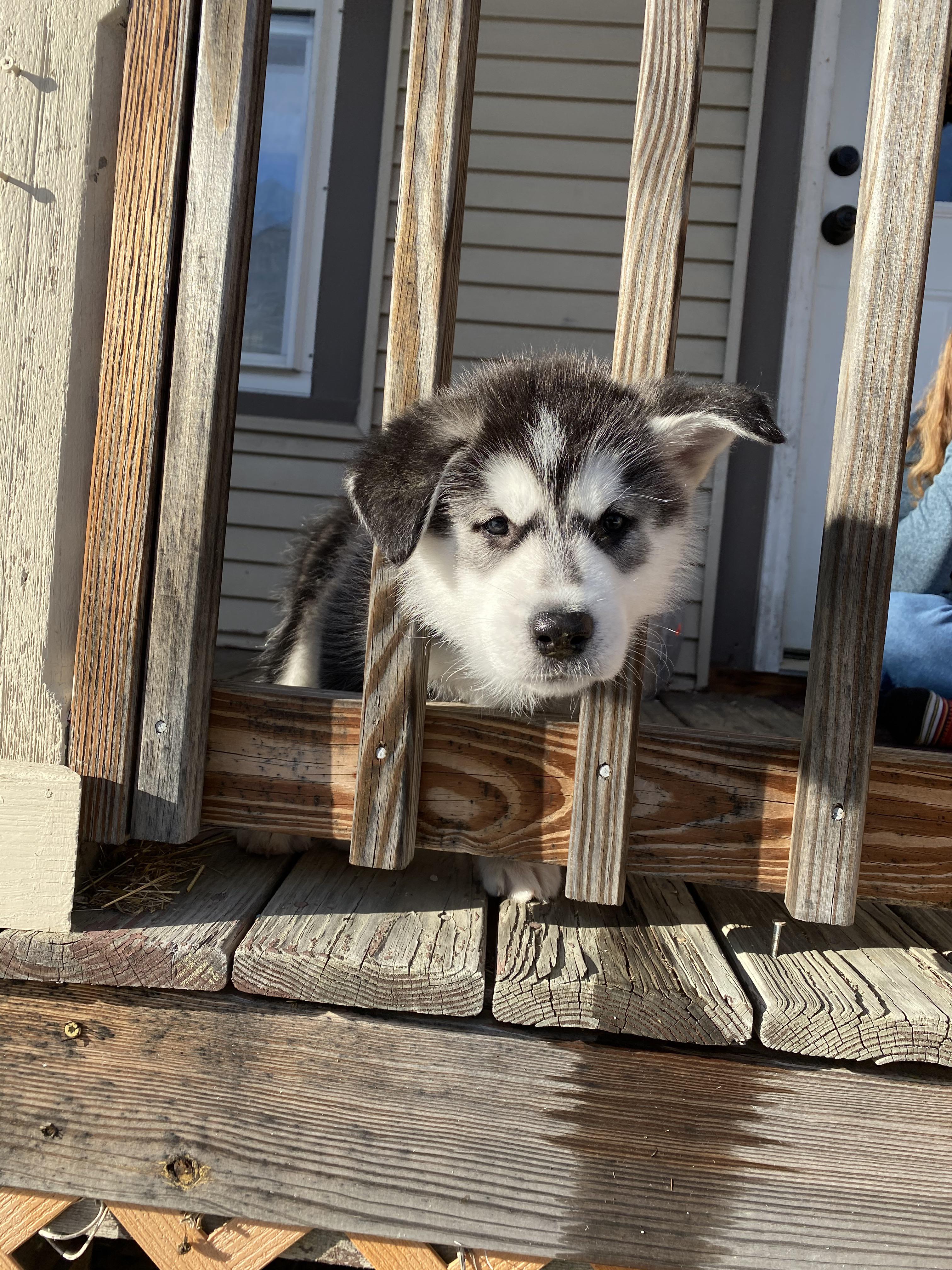 Meet Freya (8 weeks old) | Scrolller