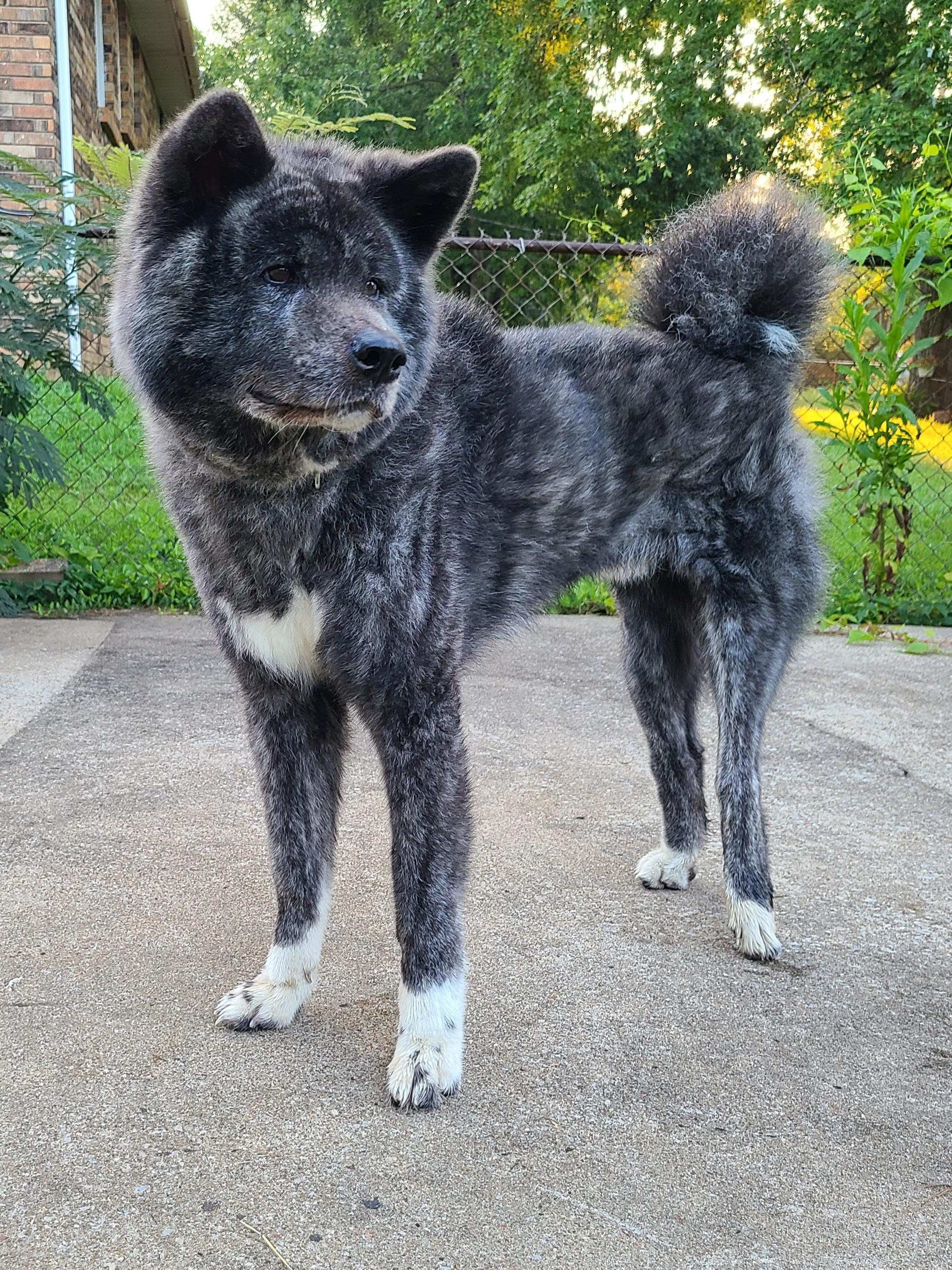 Meet Fujiki! | Scrolller