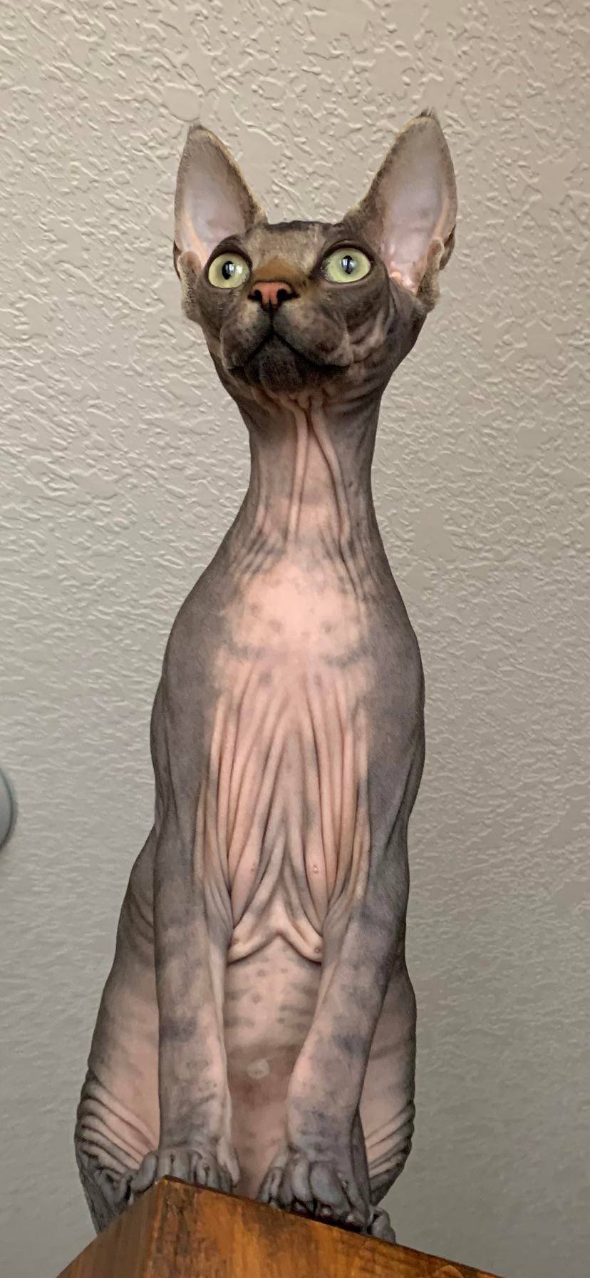 Meet Gary! My handsome handful 🥰 | Scrolller