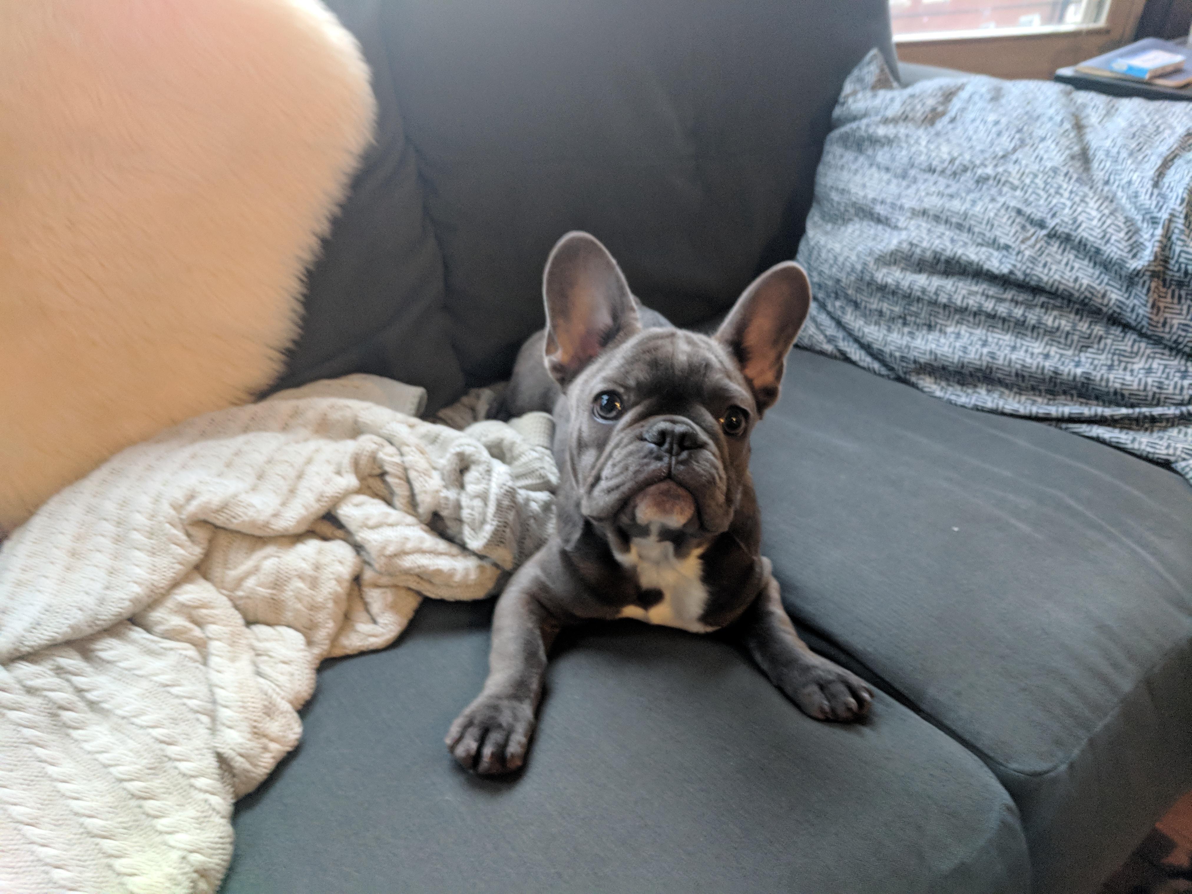 Meet Gaston | Scrolller