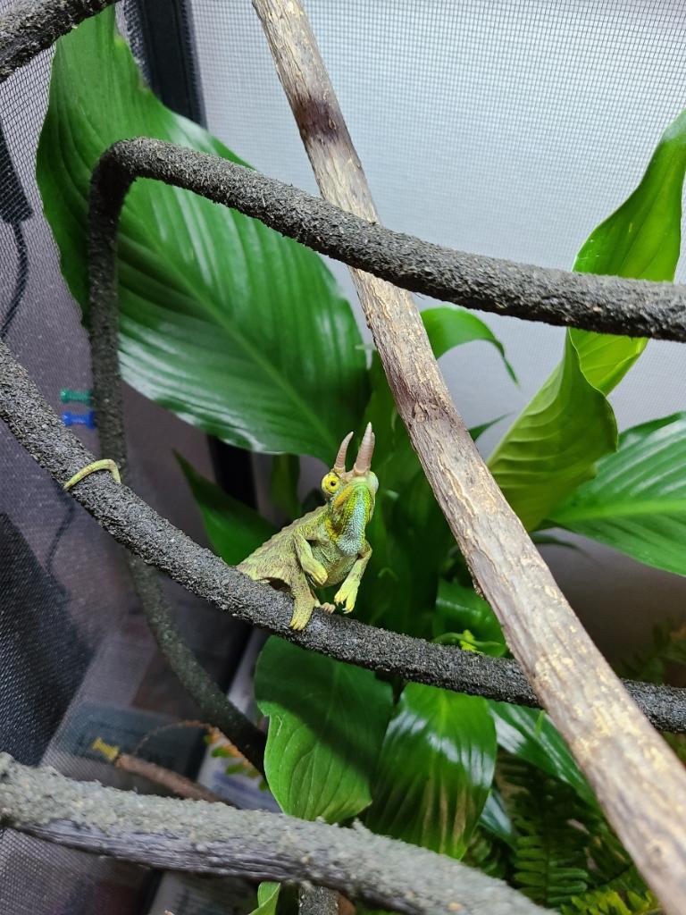 Meet George my new chameleon. He’s still a baby. He’s my second chameleon I’ve owned. | Scrolller