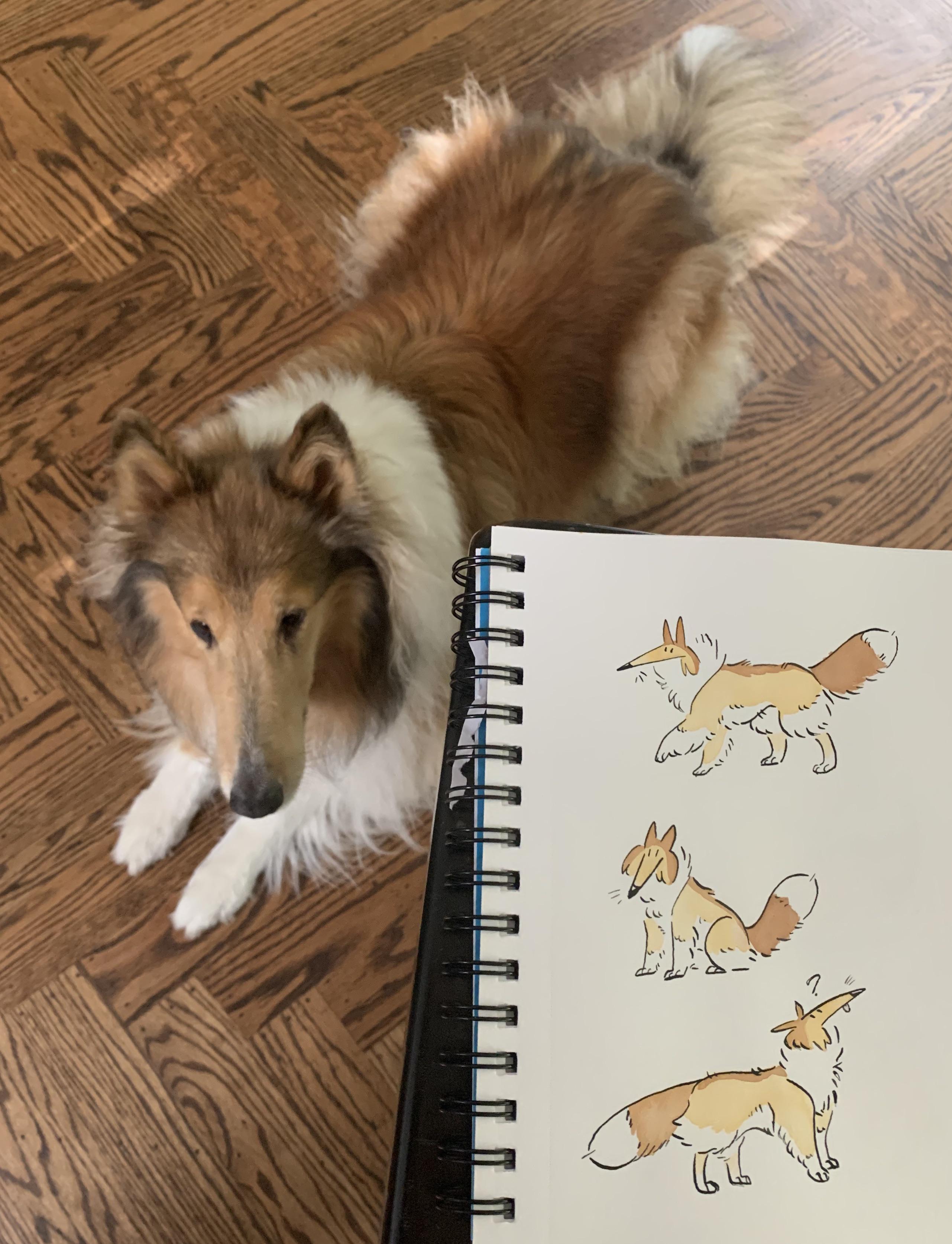 Meet Ginger, my favourite model! | Scrolller