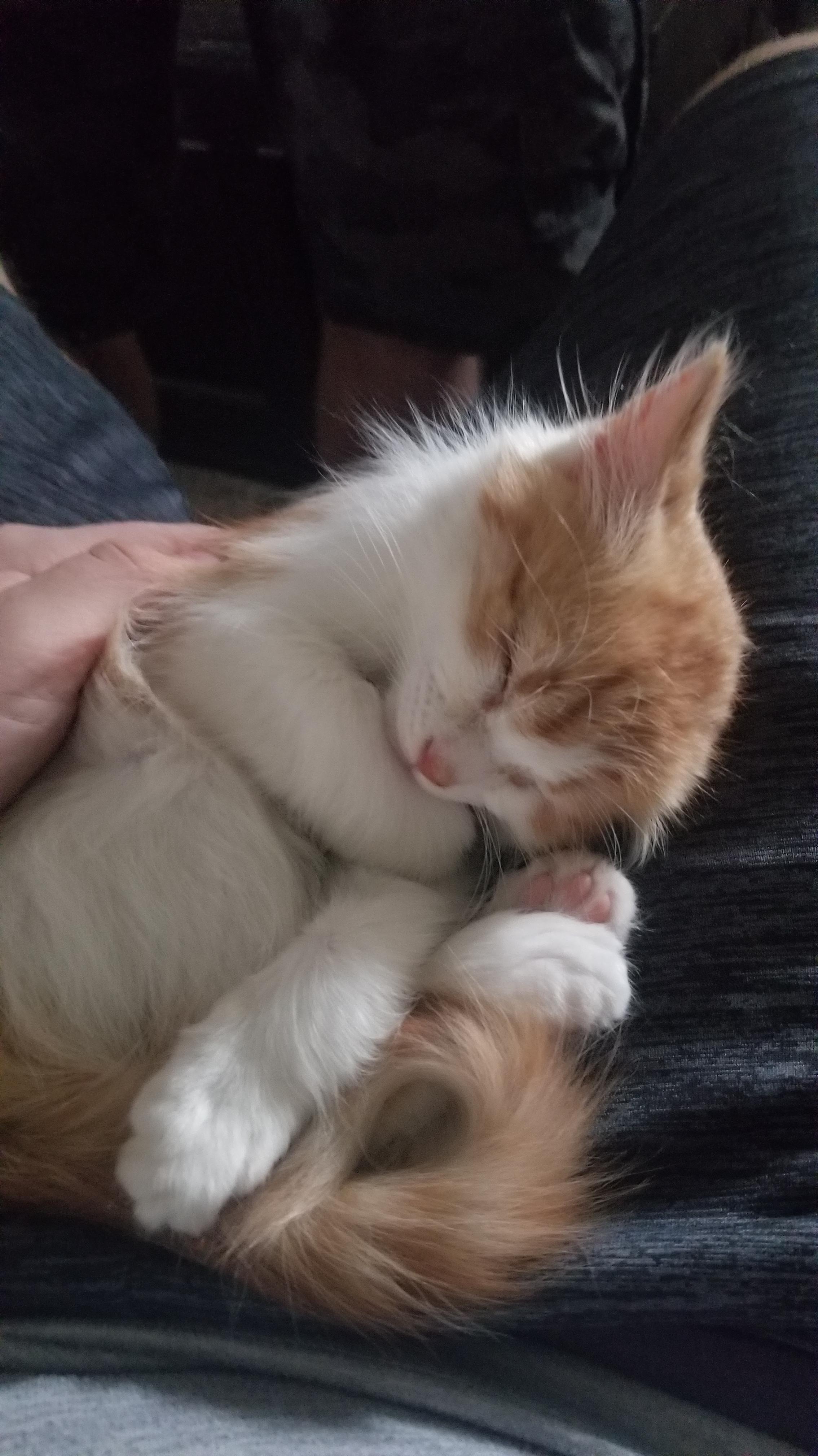 meet Griffith, my son | Scrolller