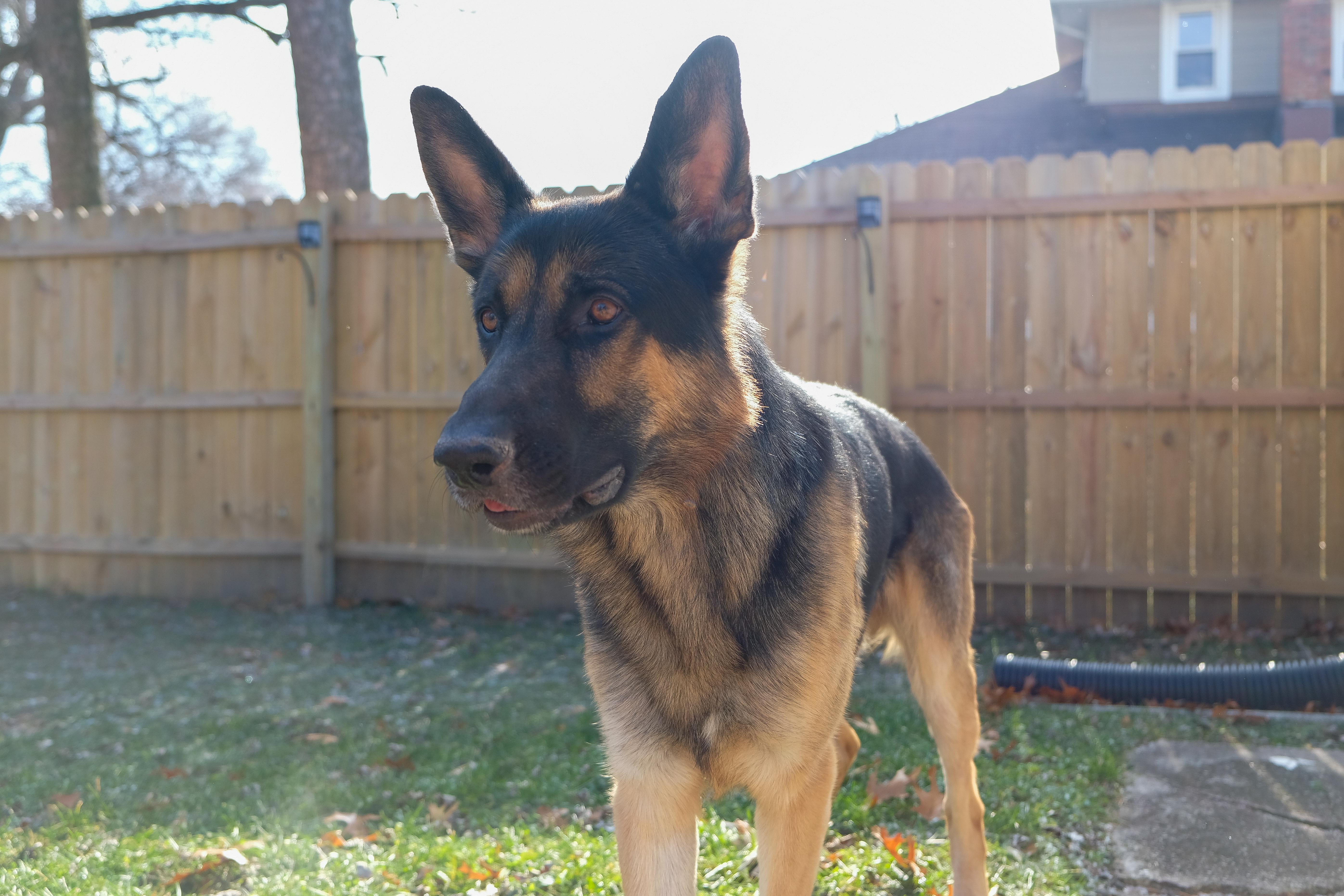 Meet Gus Scrolller