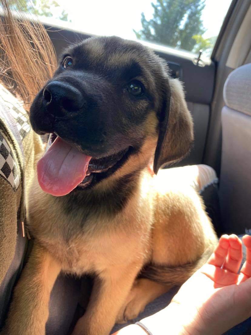 Meet Gus. He likes everyone and everything. | Scrolller