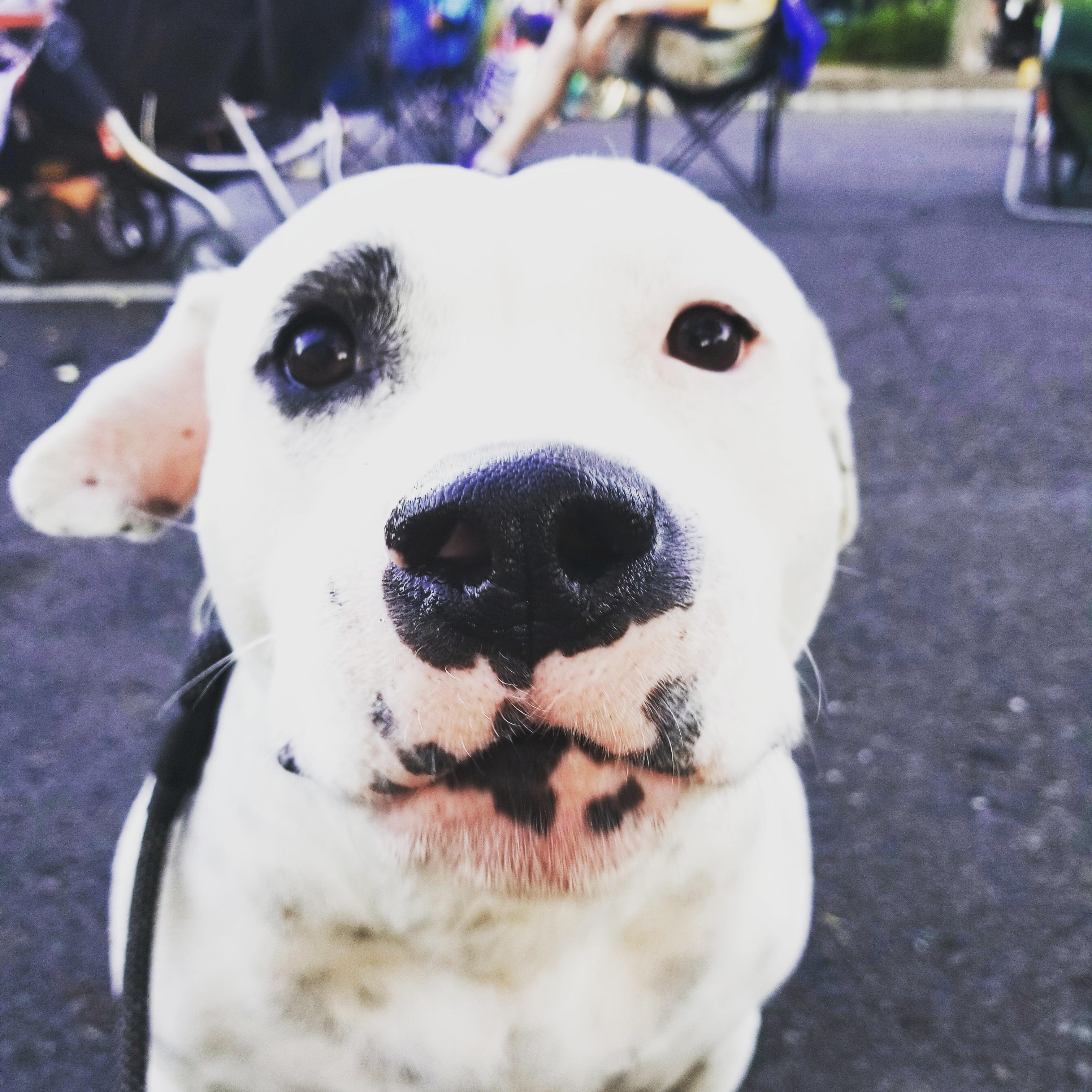 Meet Hank my rescue pibble! | Scrolller