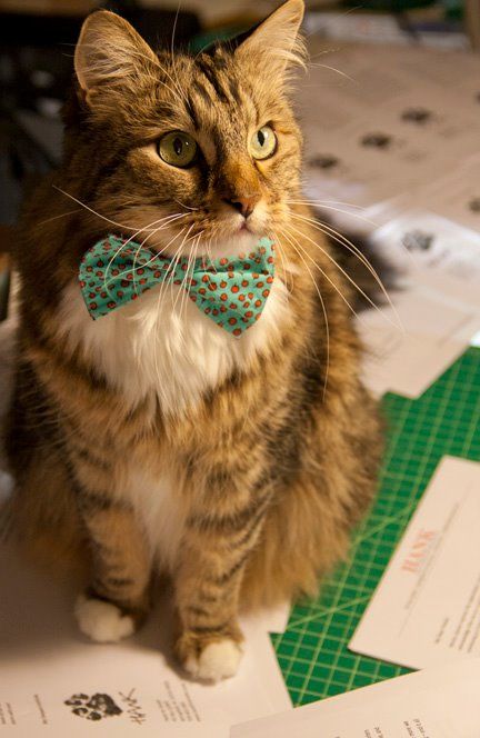 Meet Hank, the cat that ran for Senate. | Scrolller