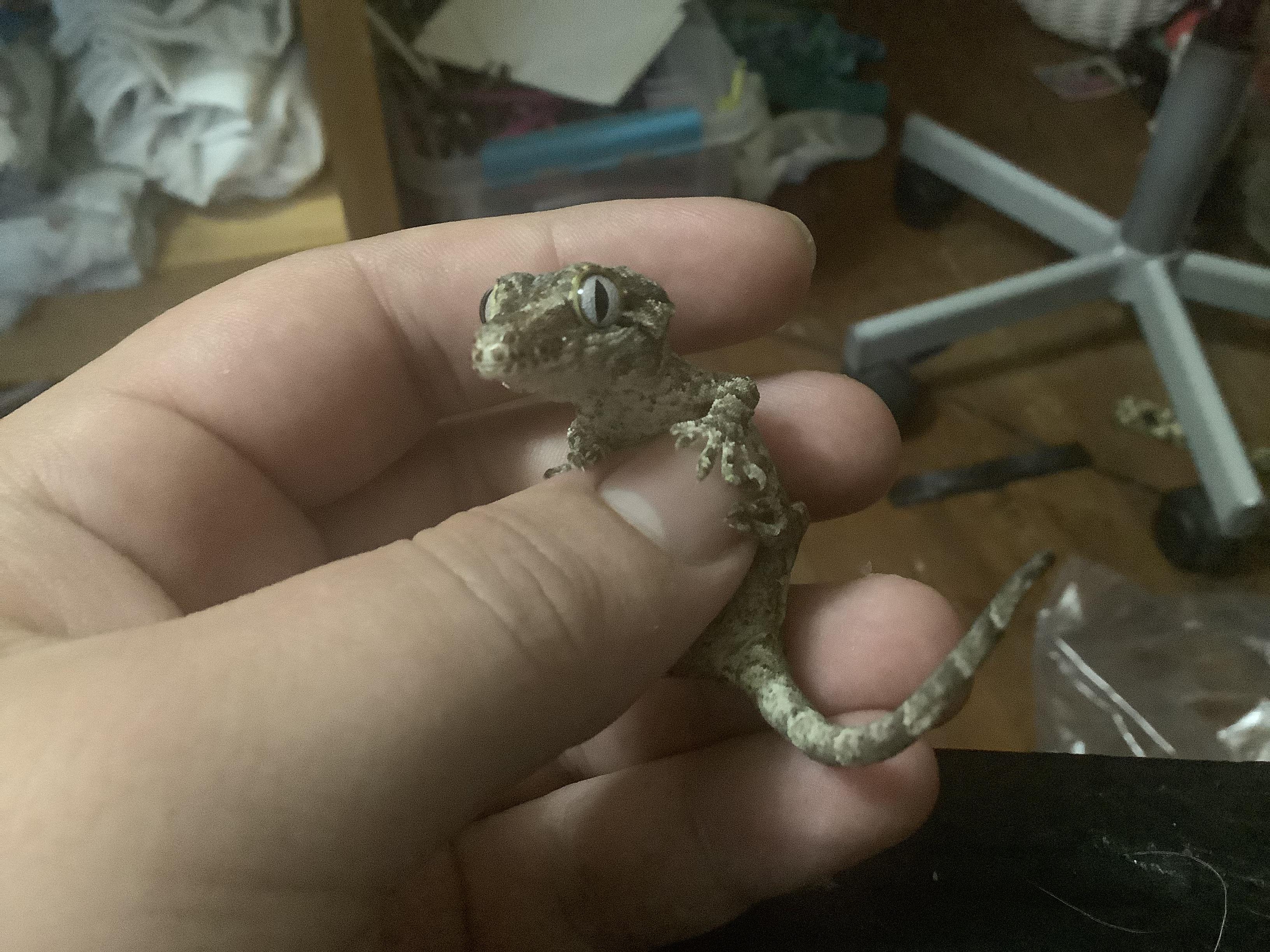 Meet Harry the gecko (: | Scrolller