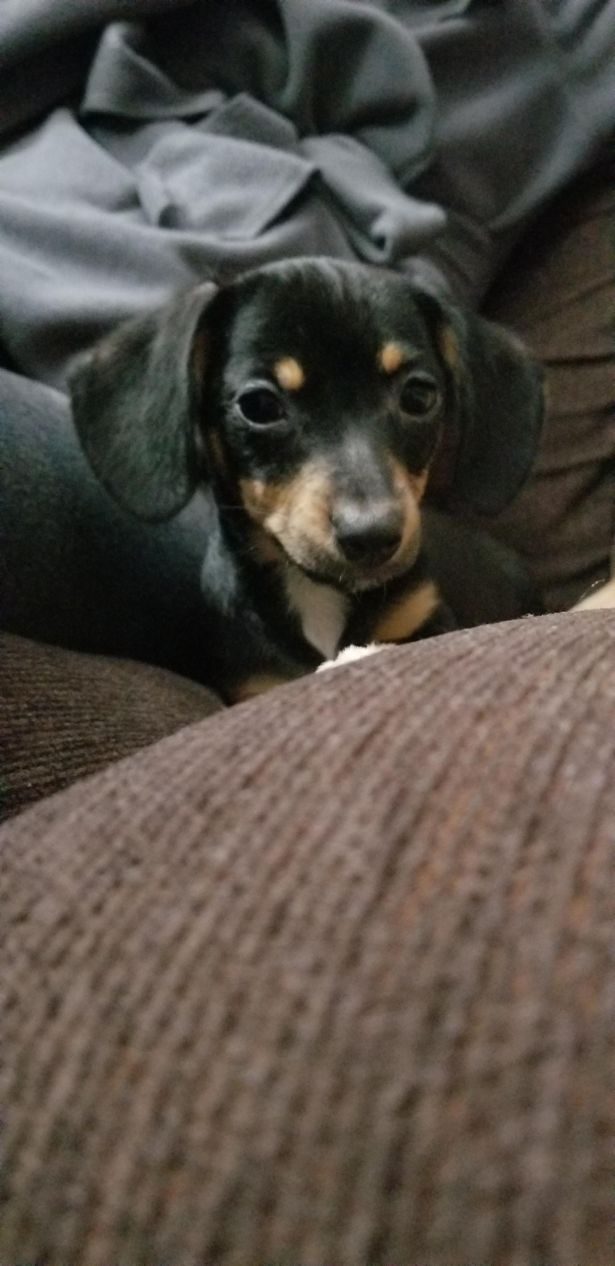 Meet Herman ! | Scrolller