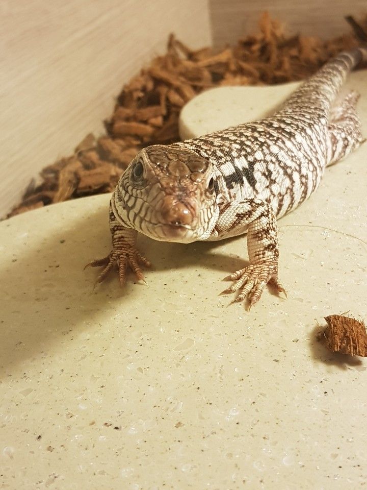 Meet Hongshi (홍시) my new Tegu! | Scrolller