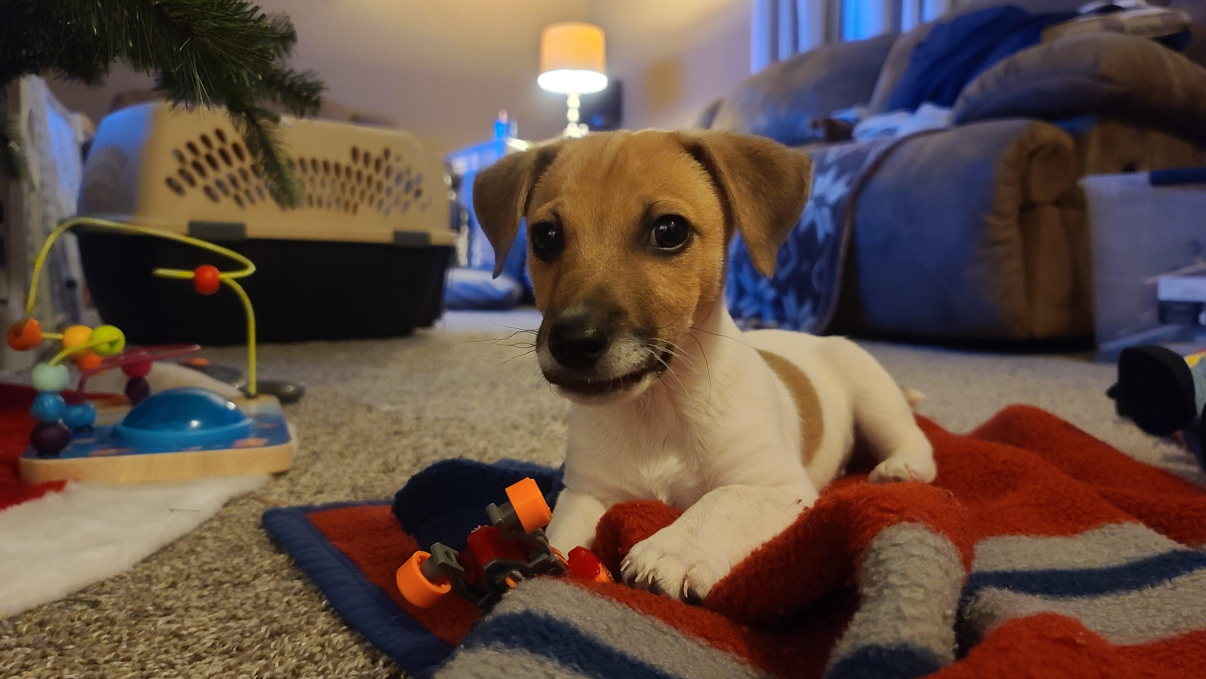 Meet Jack! Will he stay light brown? | Scrolller