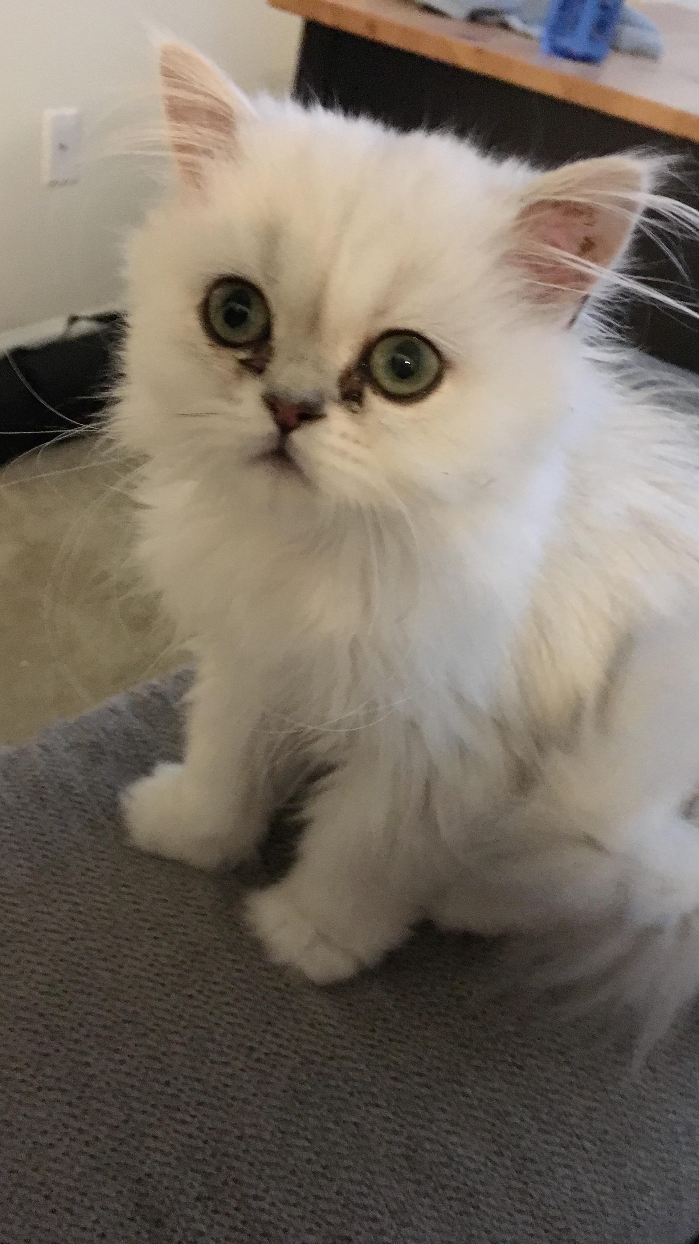 Meet Joey - My new best buddy | Scrolller