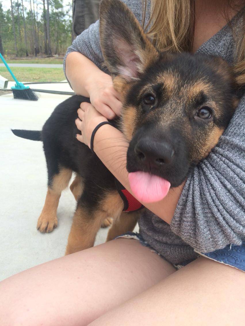 Meet Justice, a 10 week old GSD puppy | Scrolller