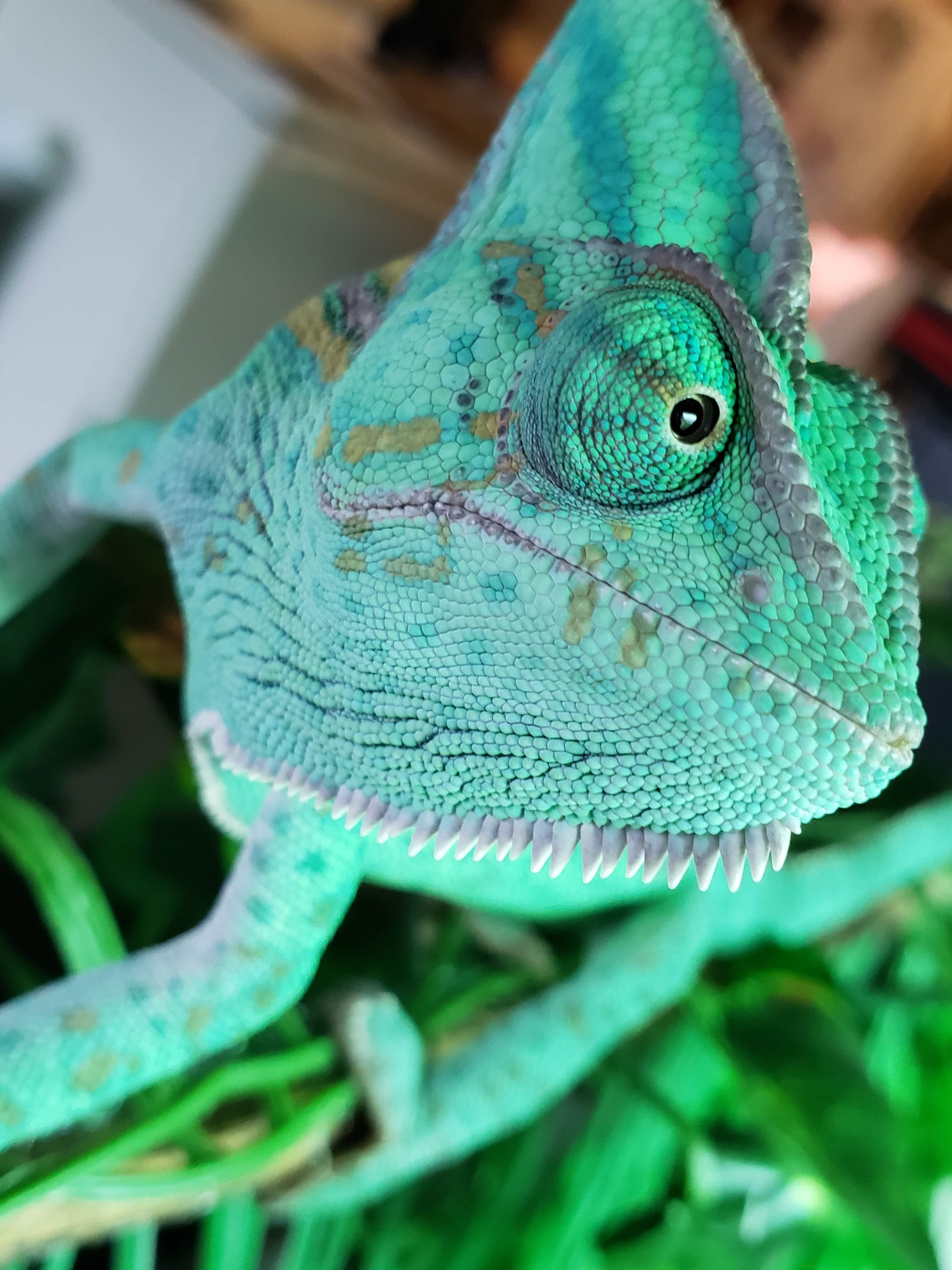 Meet Kiwi ♡ (1 1/2) Veiled Chameleon | Scrolller