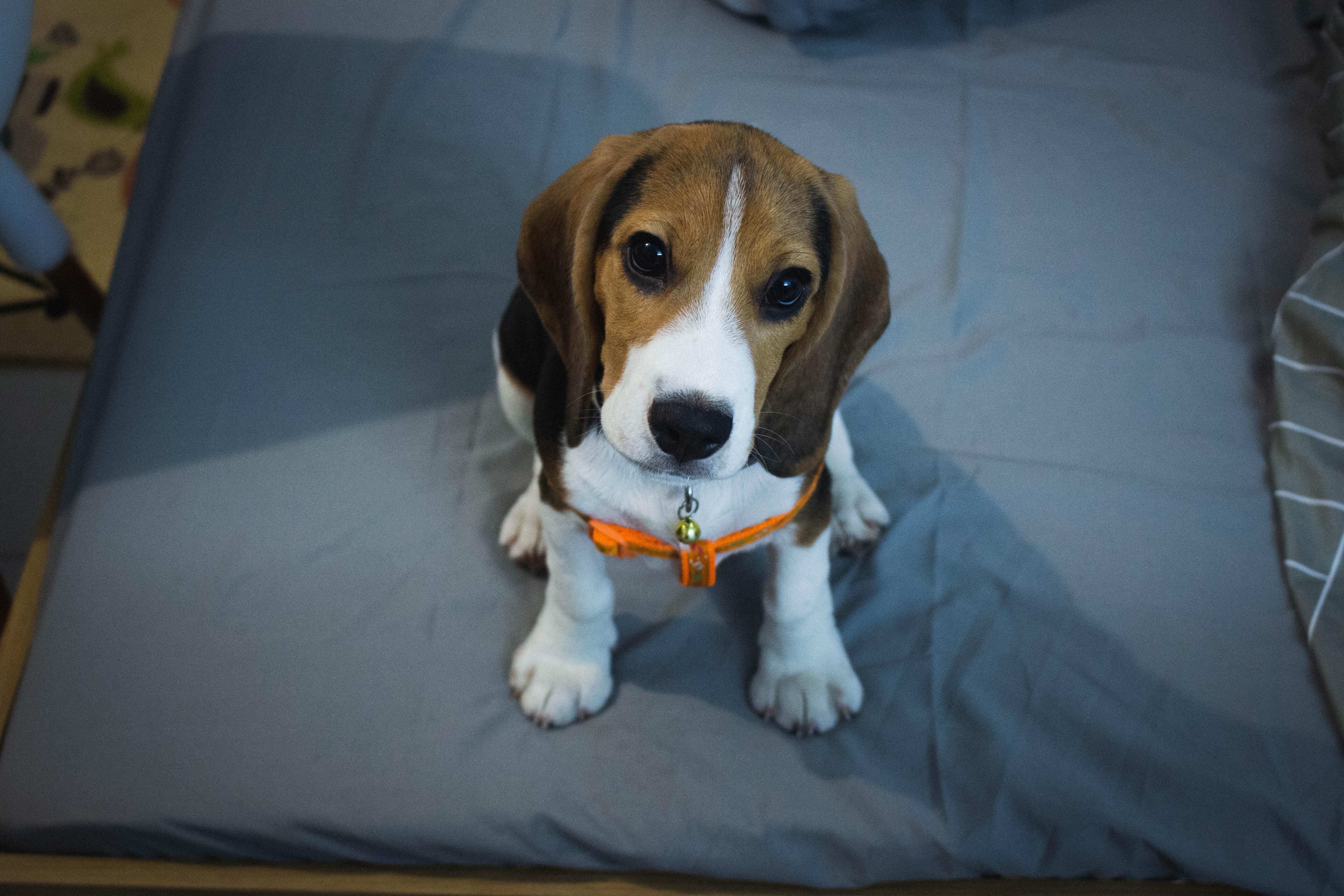 Meet Leo! | Scrolller