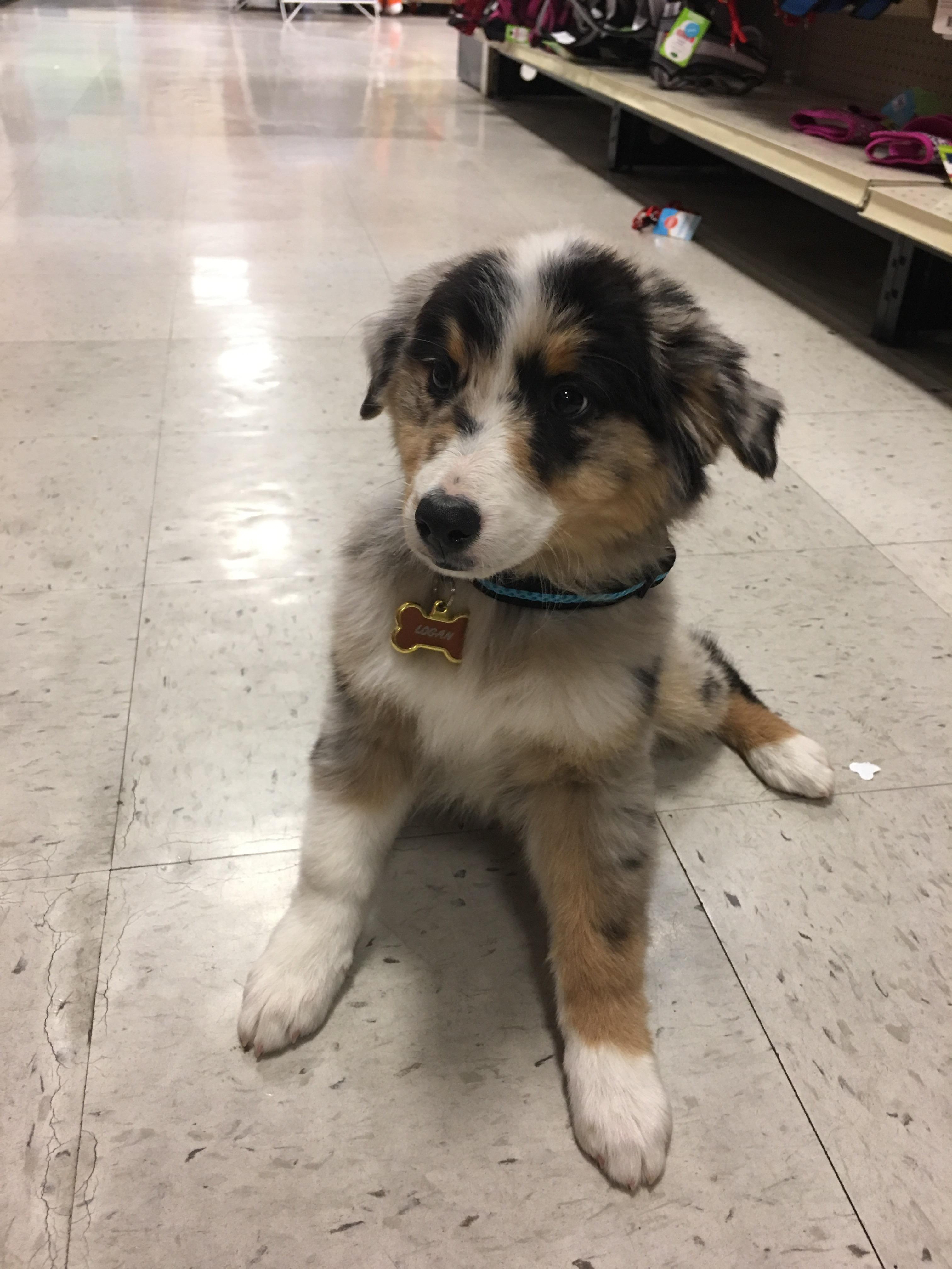 Meet LOGAN | Scrolller