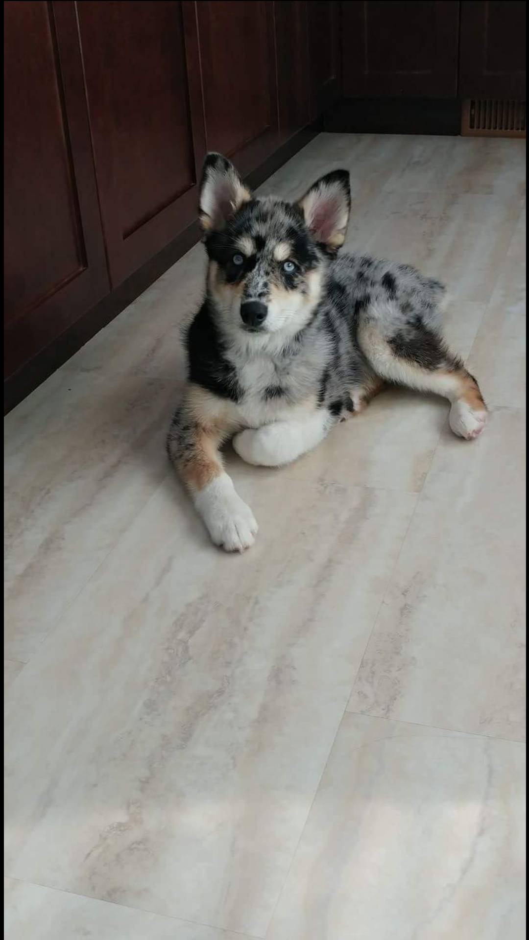Meet Loki the Pomsky! The newest addition to our family! | Scrolller