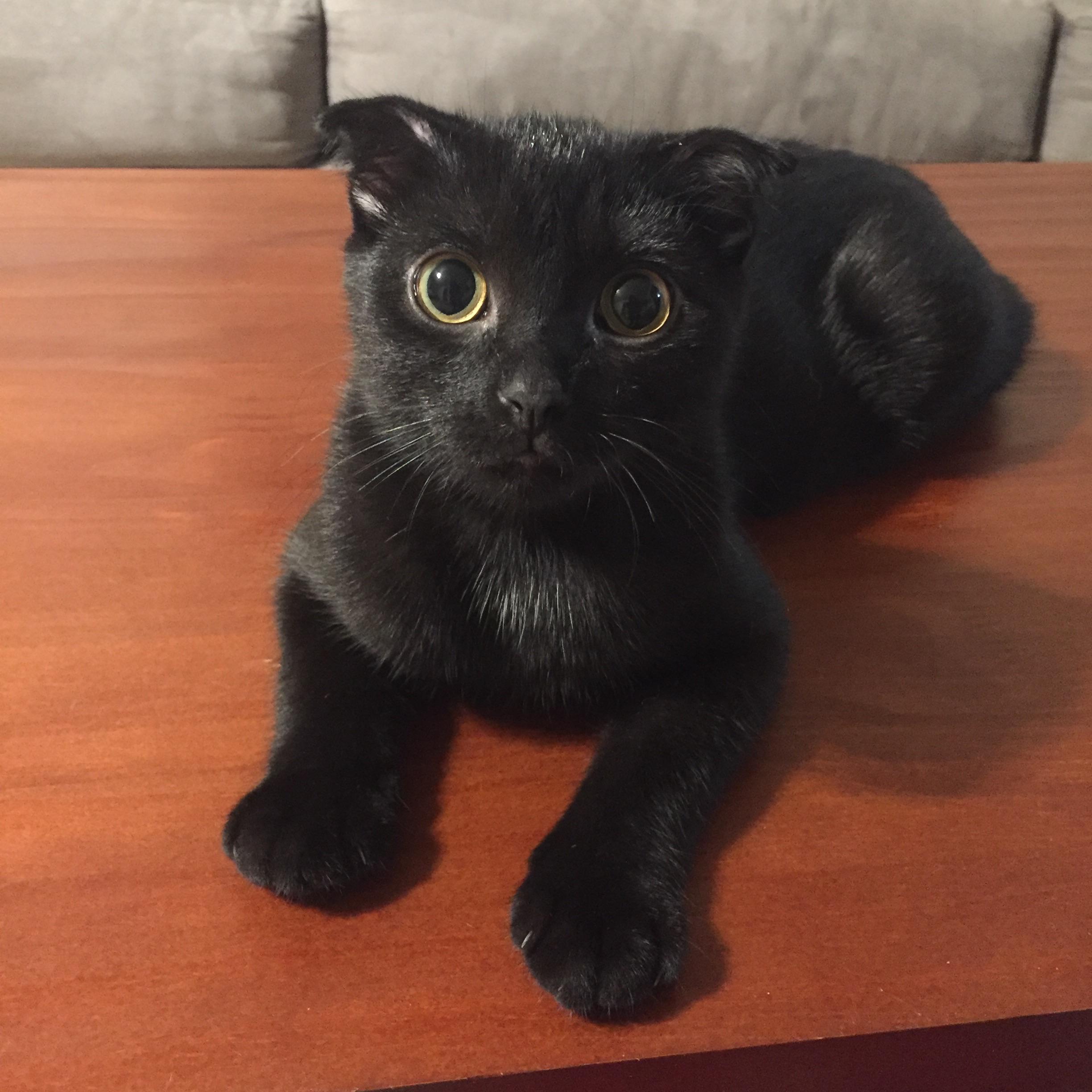 Meet Lola Scrolller